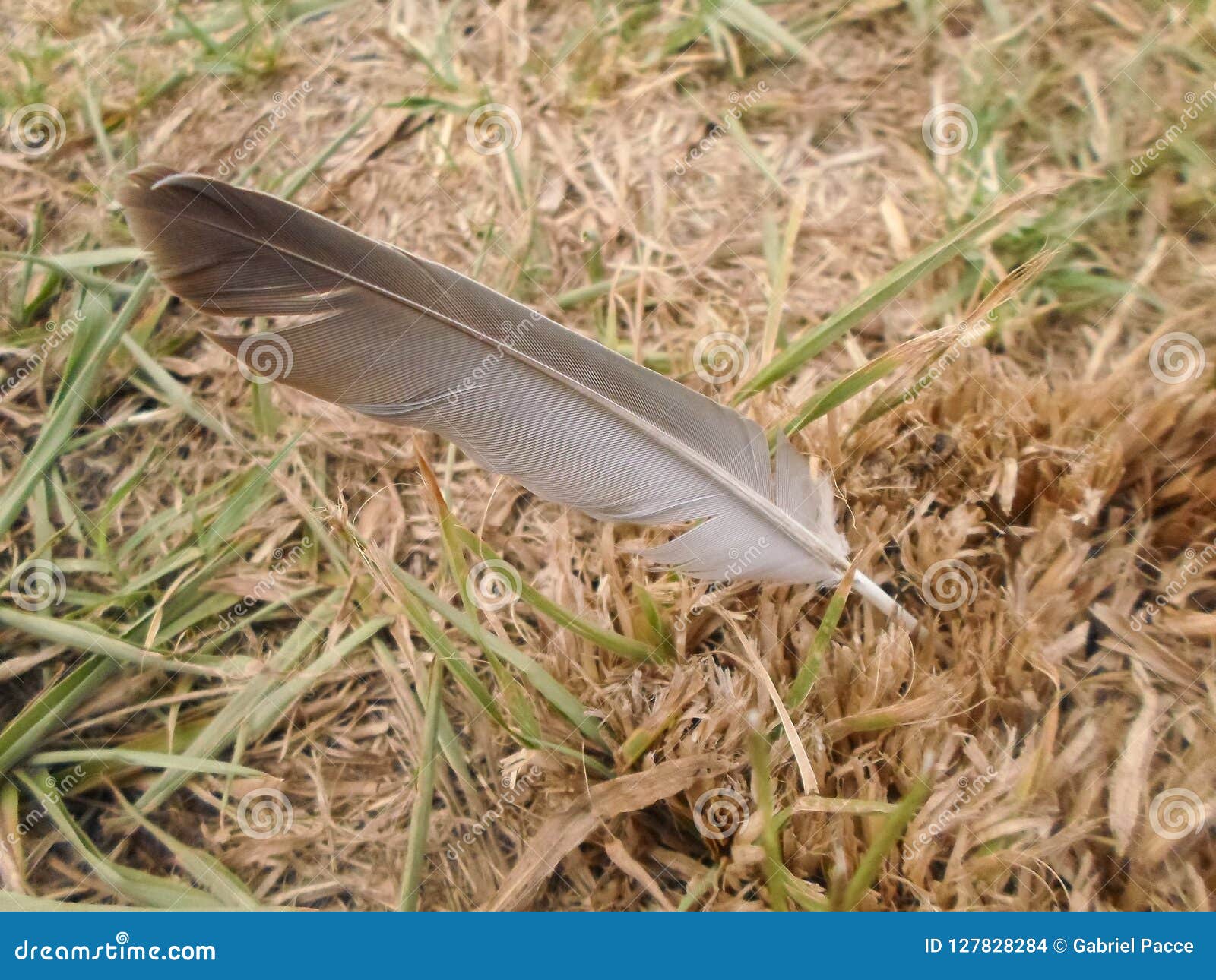 Feather Stuck in the Ground Stock Photo - Image of winter, plumage ...