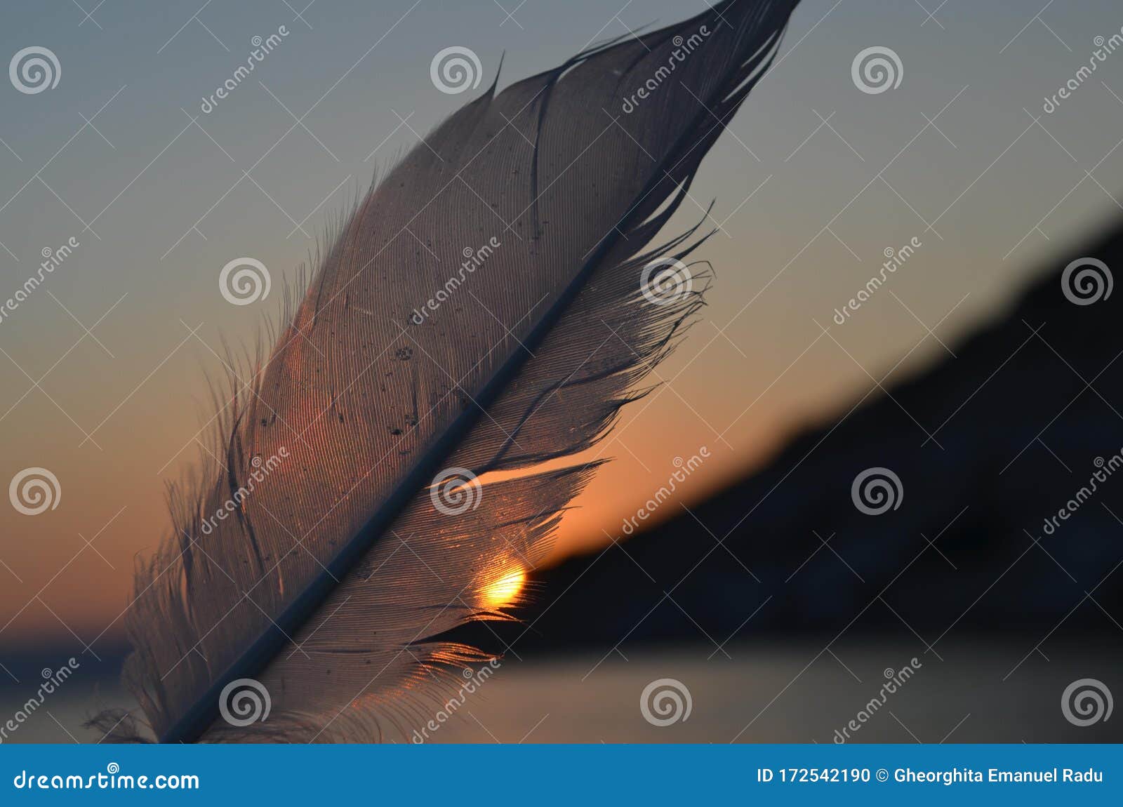 A Feather in the Summer Sunset Stock Photo - Image of closeup, feathers ...