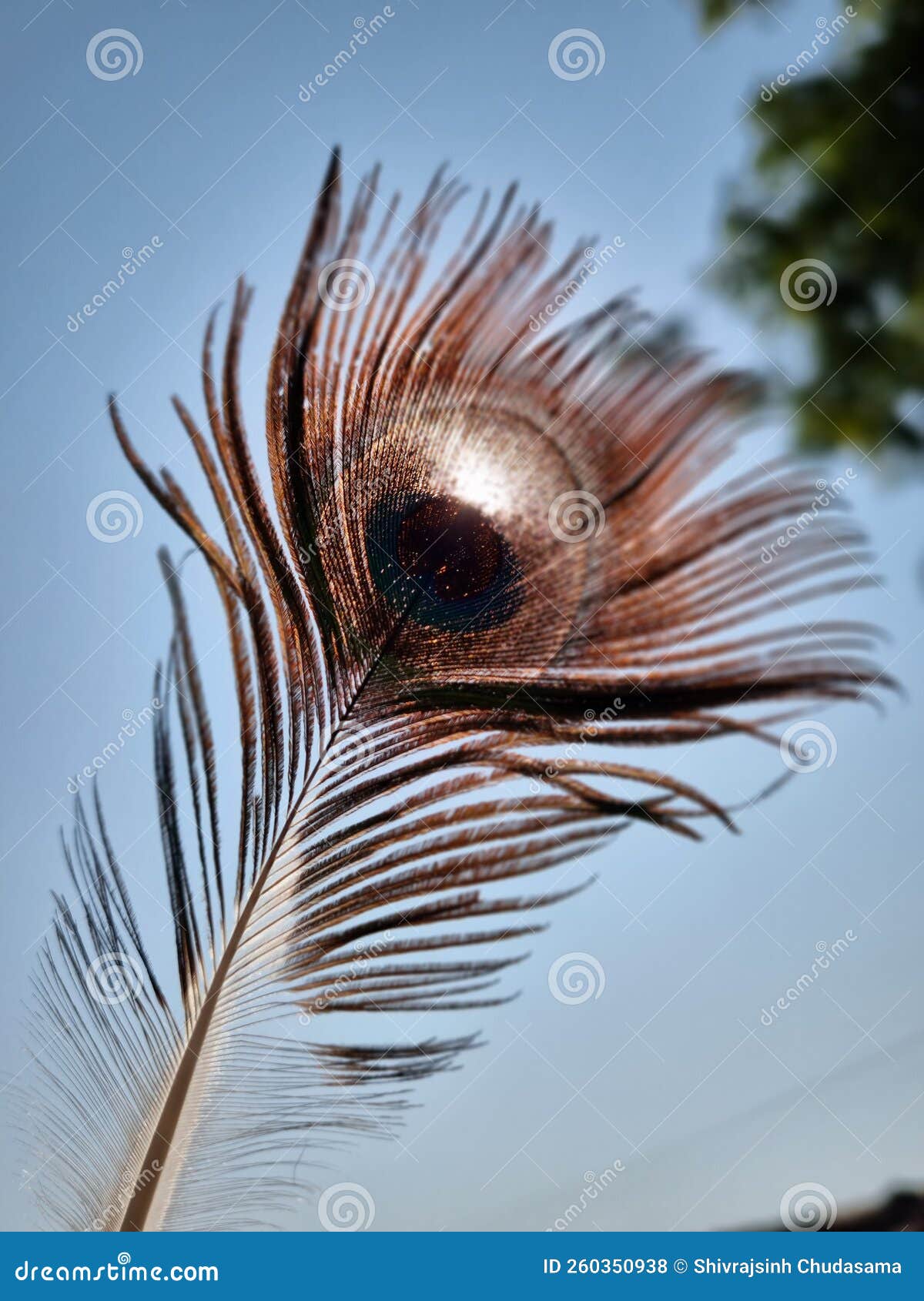 Feather on sun stock photo. Image of feather, memorial - 260350938