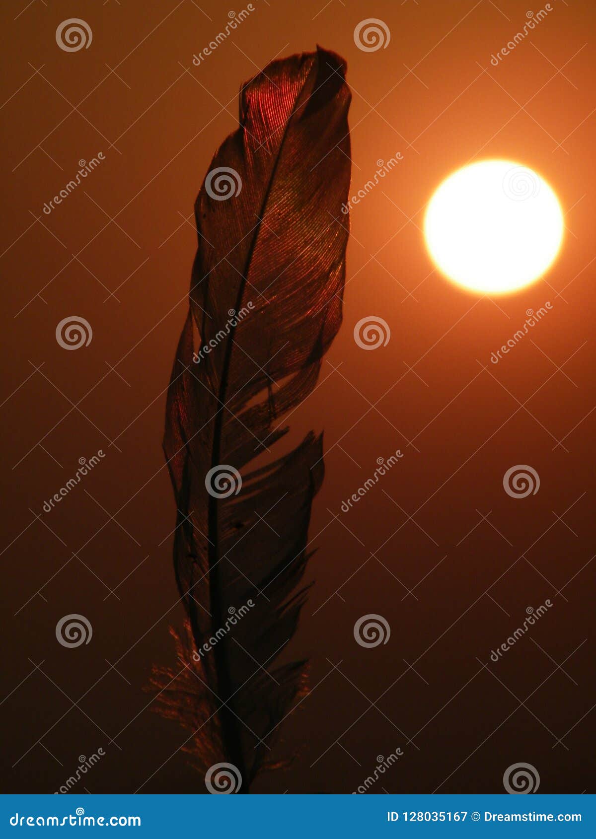 Feather on the Sun Set Light Stock Image - Image of cooler, light ...