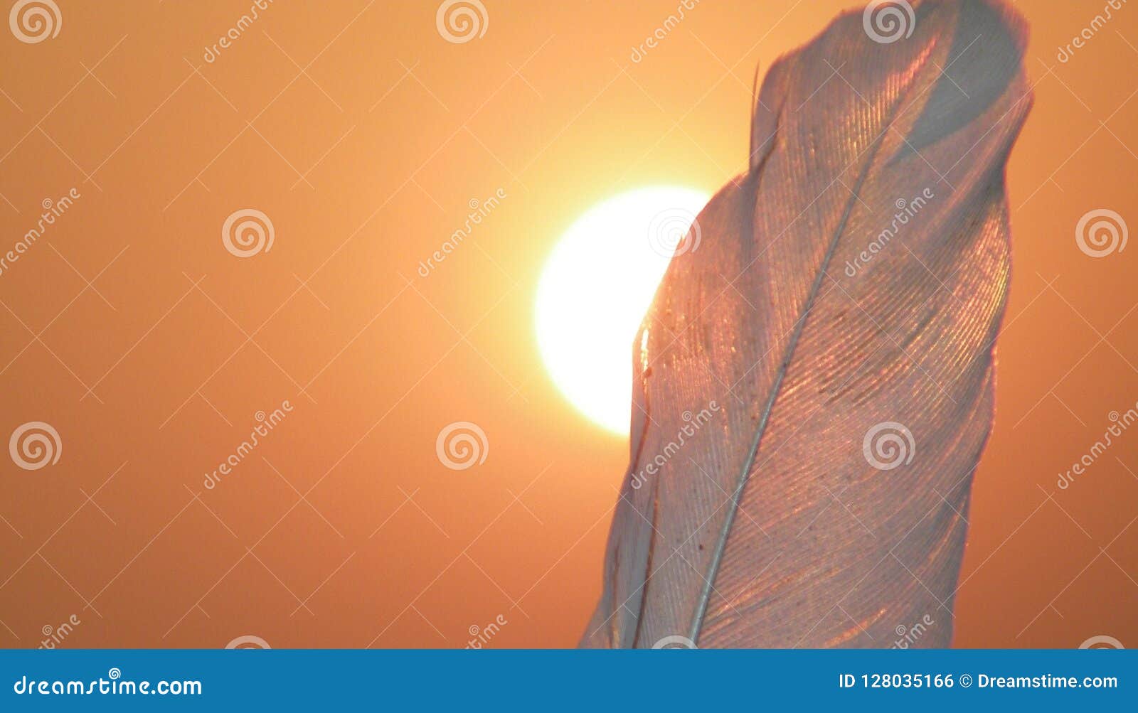 Feather on the Sun Set Light Stock Photo - Image of nicola, recolor ...
