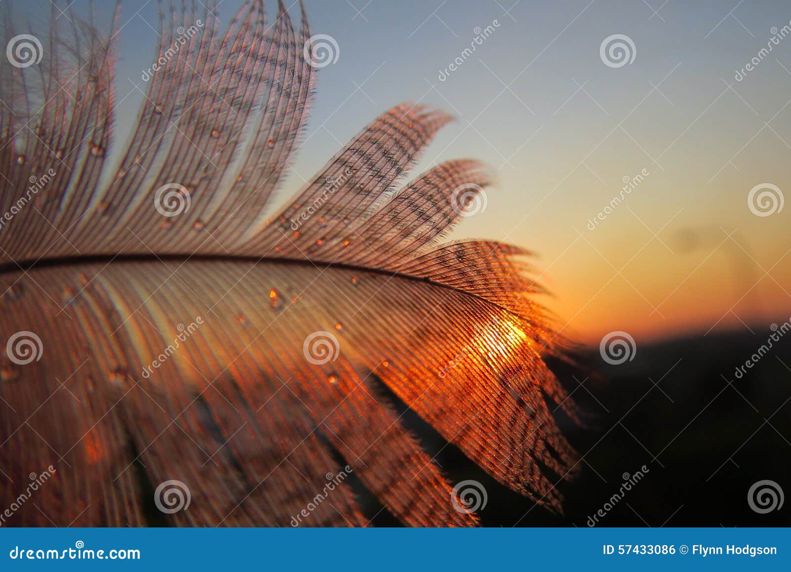 Feather in the sunset stock photo. Image of blue, flowers - 57433086