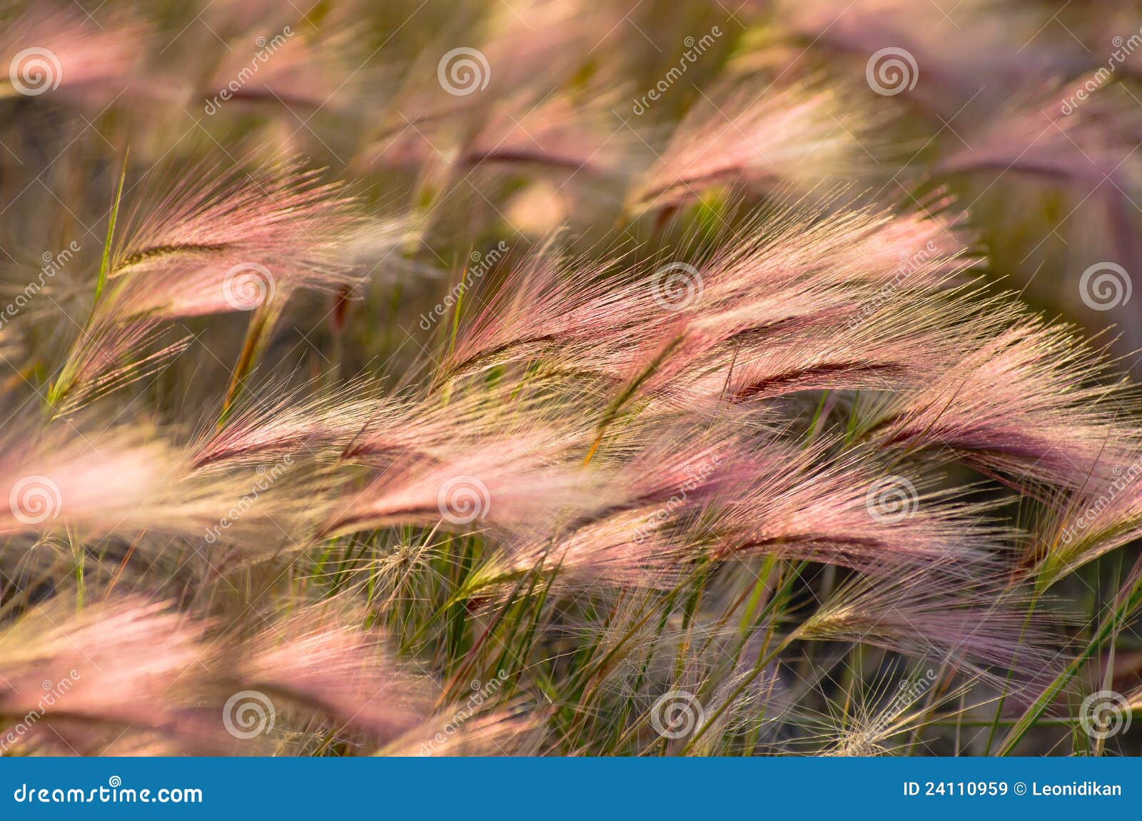Feather in the sunshine stock image. Image of close, long - 24110959