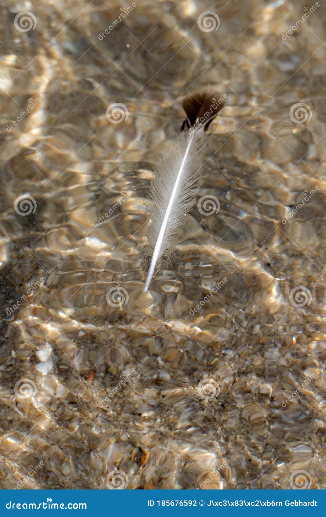 Feather Swimming on the Water Stock Photo - Image of animal, single ...