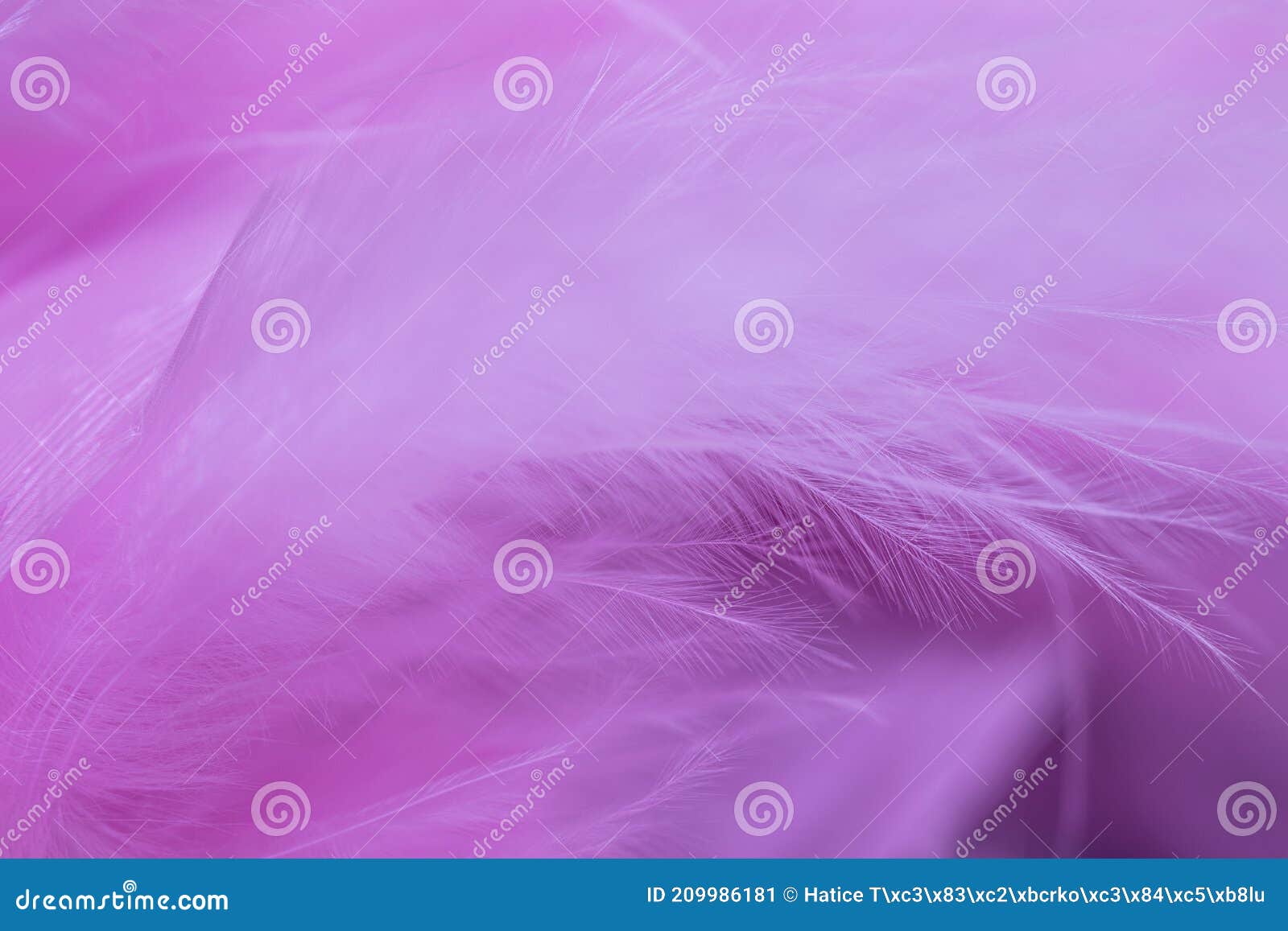 Feather Texture is Photographed in Abstraction. Produced with Macro ...
