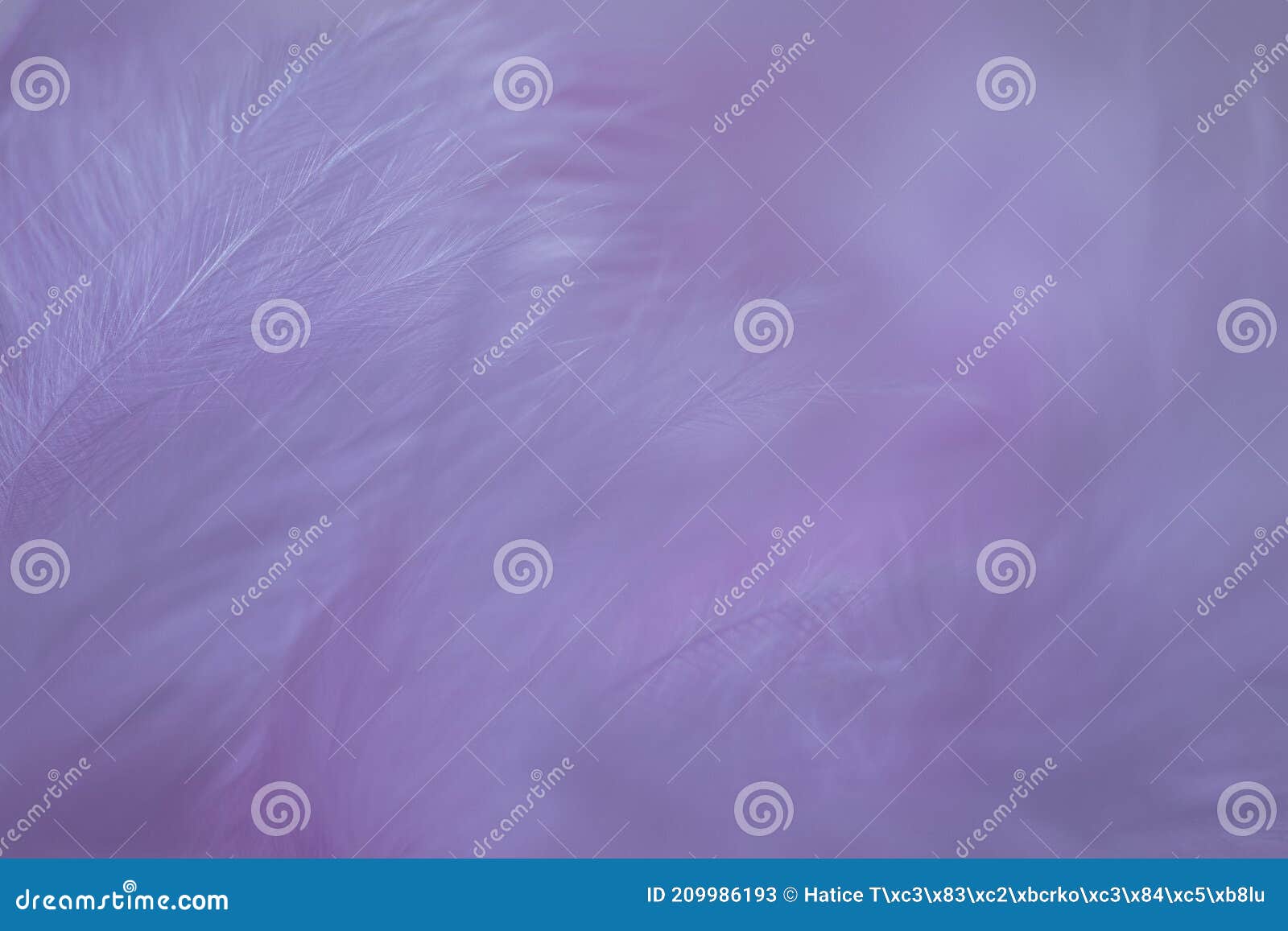 Feather Texture is Photographed in Abstraction. Produced with Macro ...