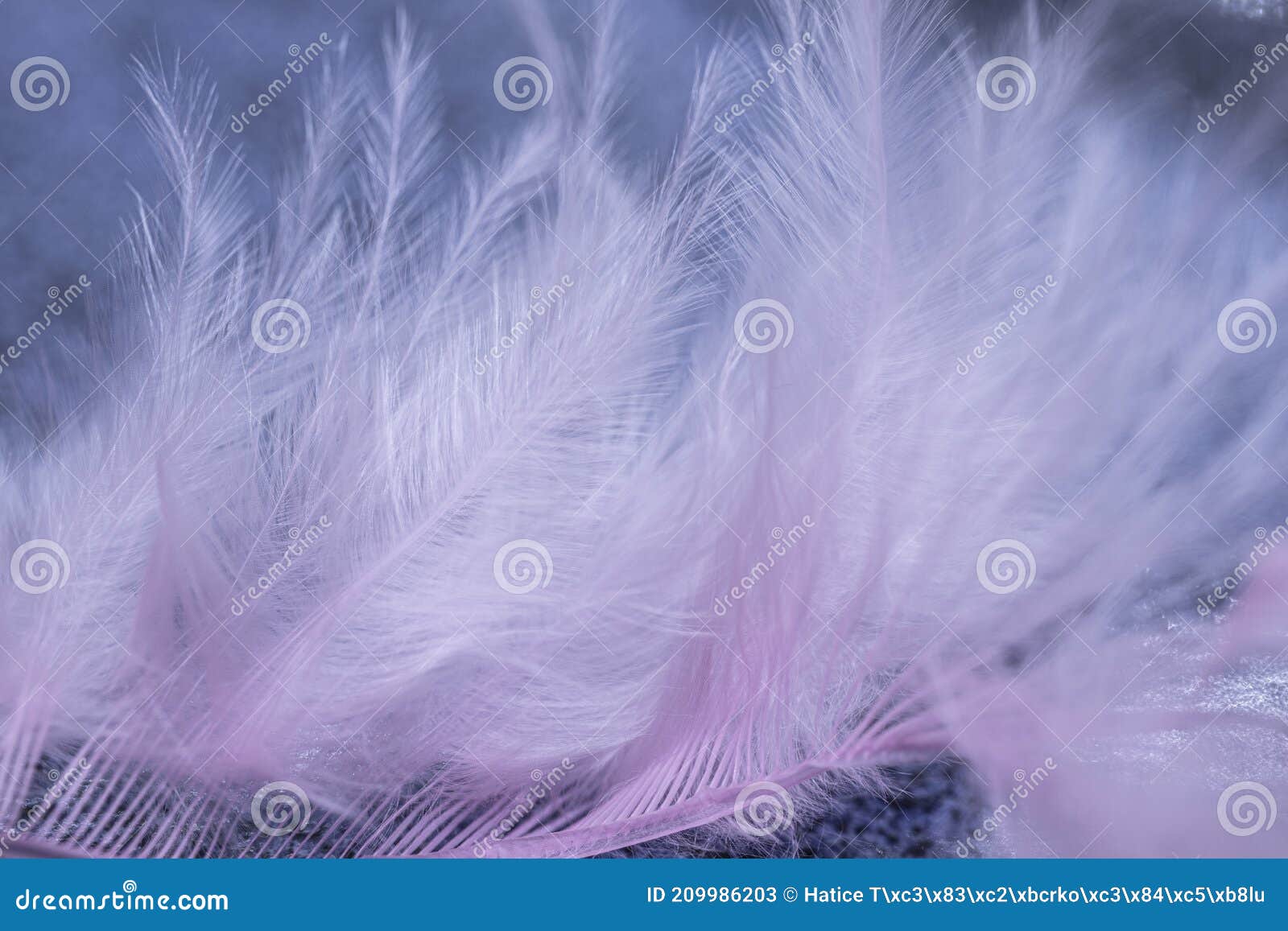 Feather Texture is Photographed in Abstraction. Produced with Macro ...