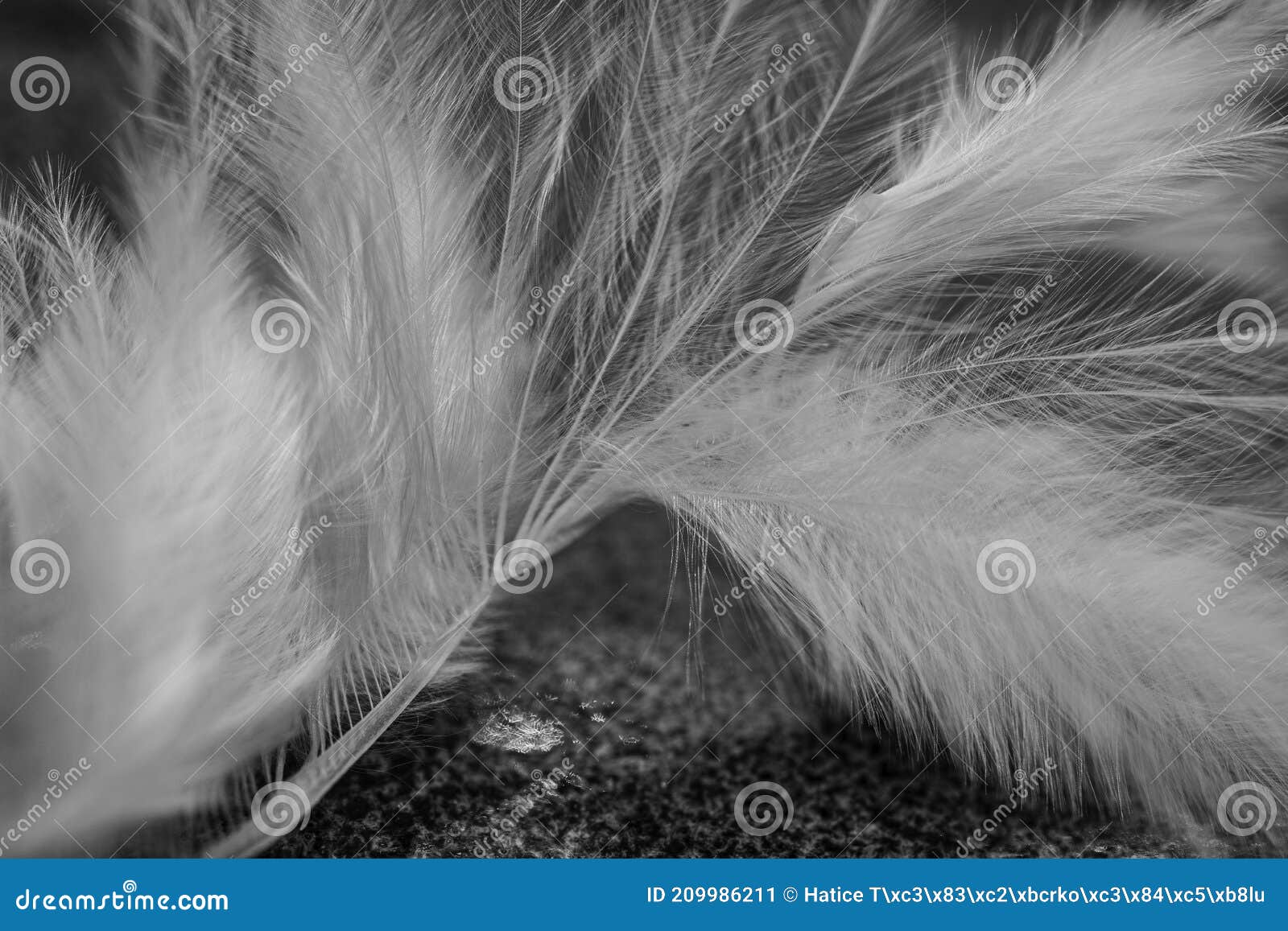 Feather Texture is Photographed in Abstraction. Produced with Macro ...
