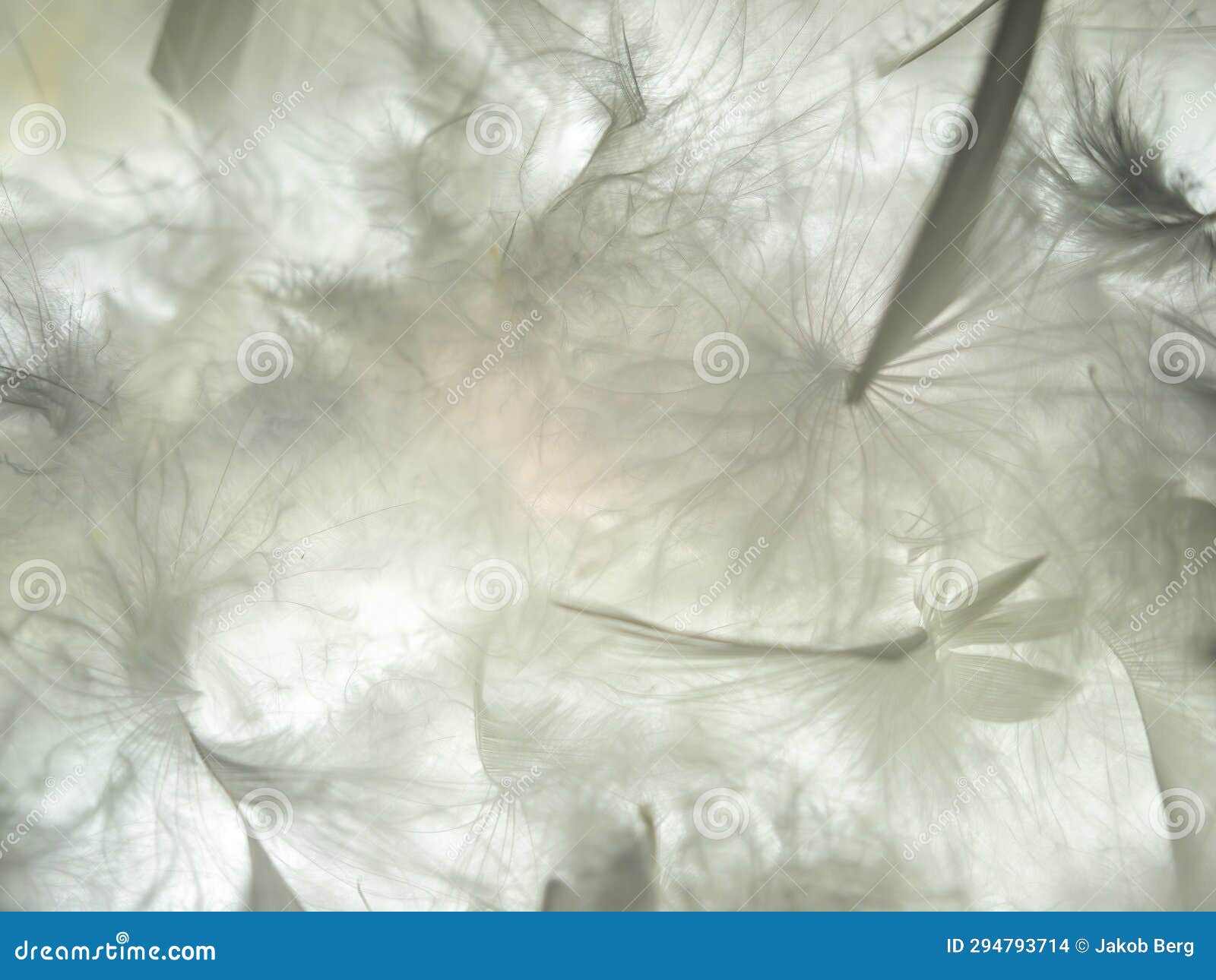 The Feather is Translucent in the Light. Stock Photo - Image of feather ...