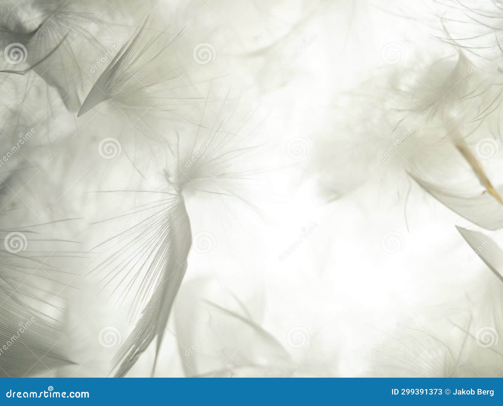 The Feather is Translucent in the Light. Stock Image - Image of blur ...