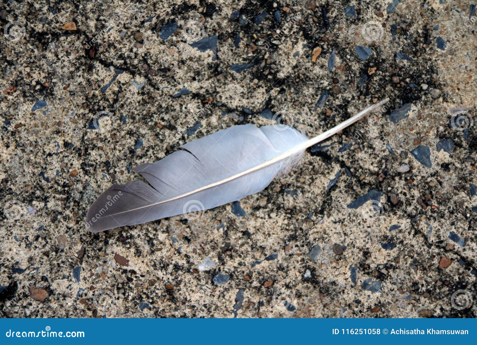 Feather of Turtle Dove Falling on the Floor. Stock Photo - Image of ...