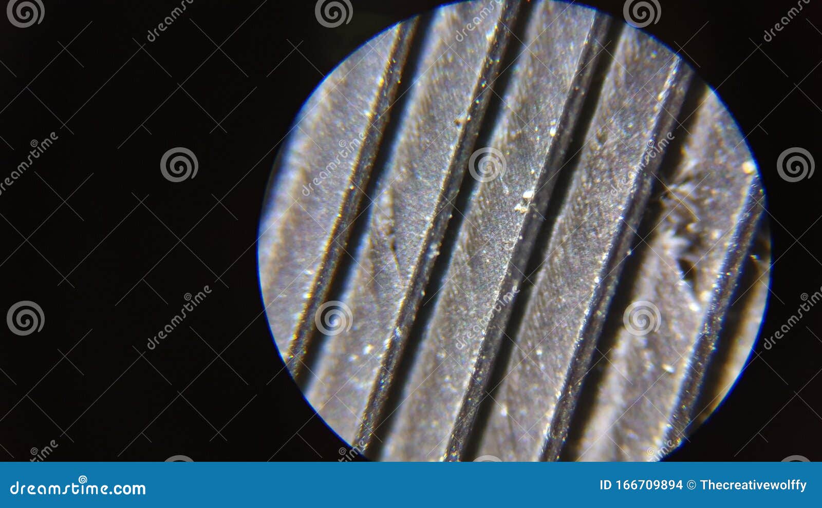 Feather under Microscope stock photo. Image of lines - 166709894