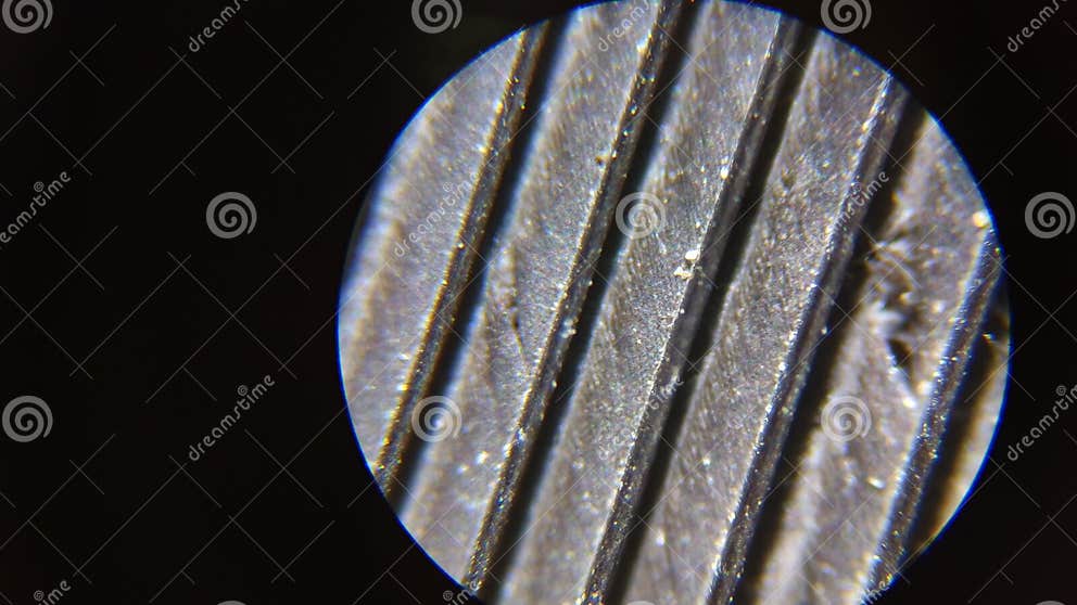 Feather under Microscope stock photo. Image of lines - 166709894