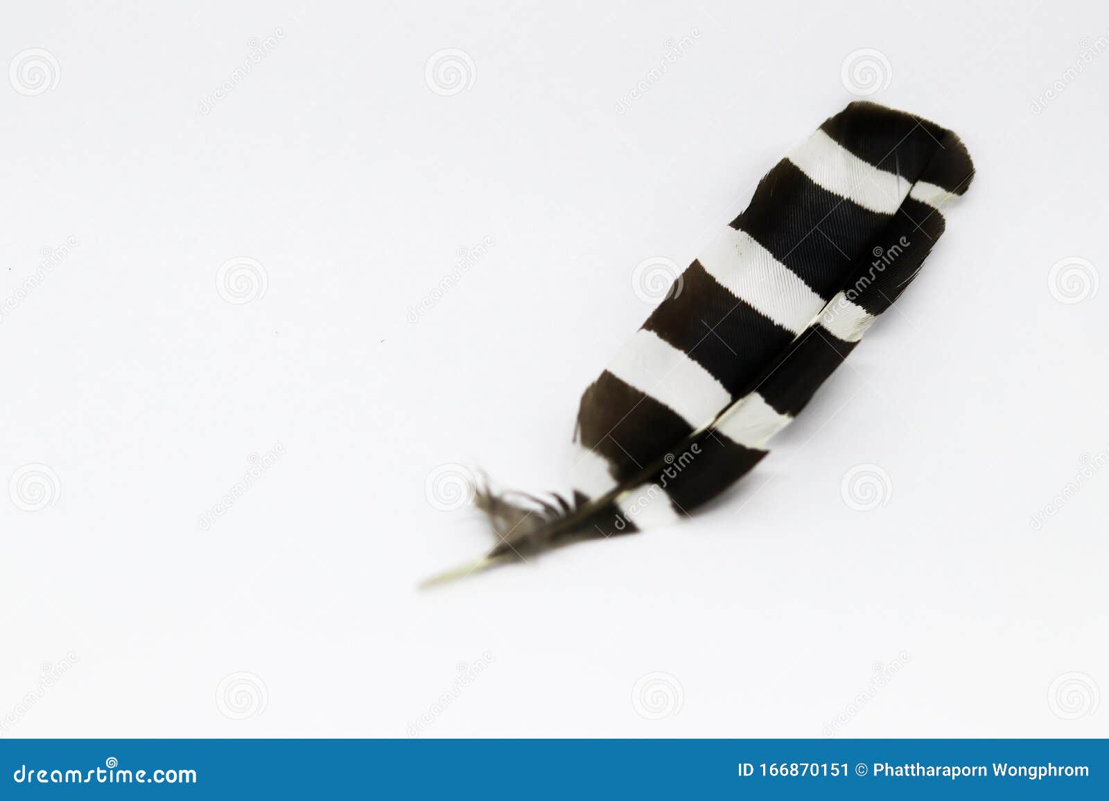 The Feather of `Upua Epops` on White Paper. Stock Image - Image of ...