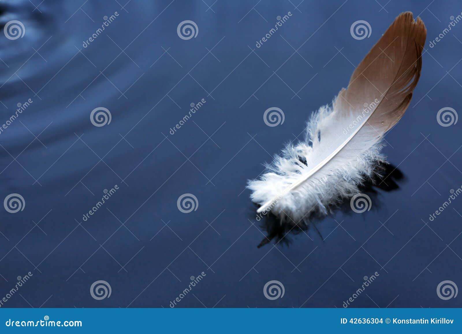Feather on Water stock photo. Image of bird, elegance - 42636304