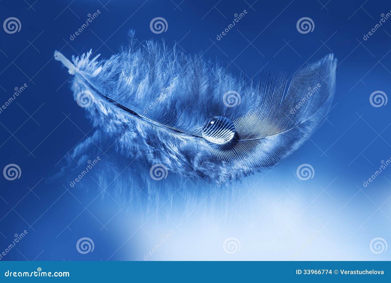 Feather with water drop stock photo. Image of coat, fluffy - 33966774