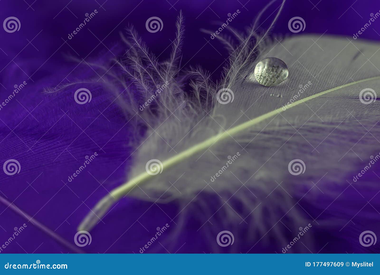 Feather and water drop stock image. Image of drop, shape - 177497609