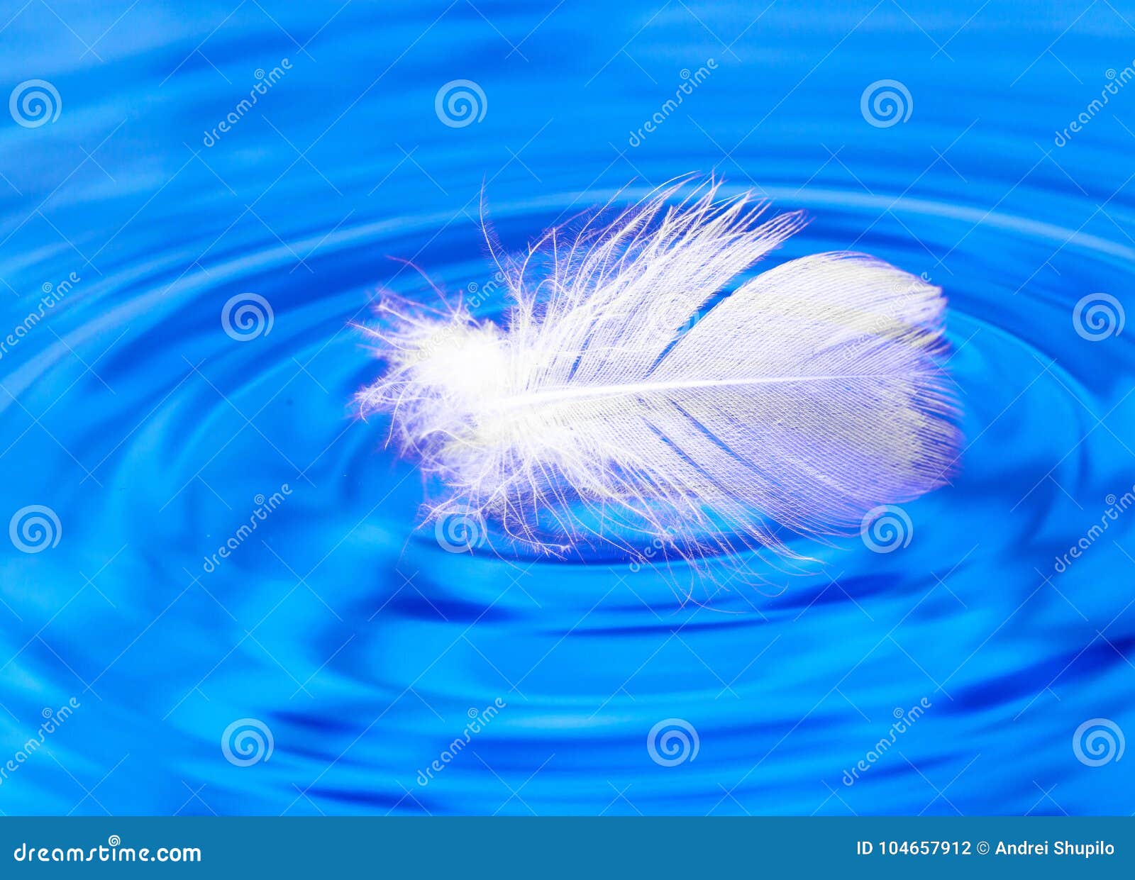 Feather on the water stock photo. Image of goose, feather - 104657912