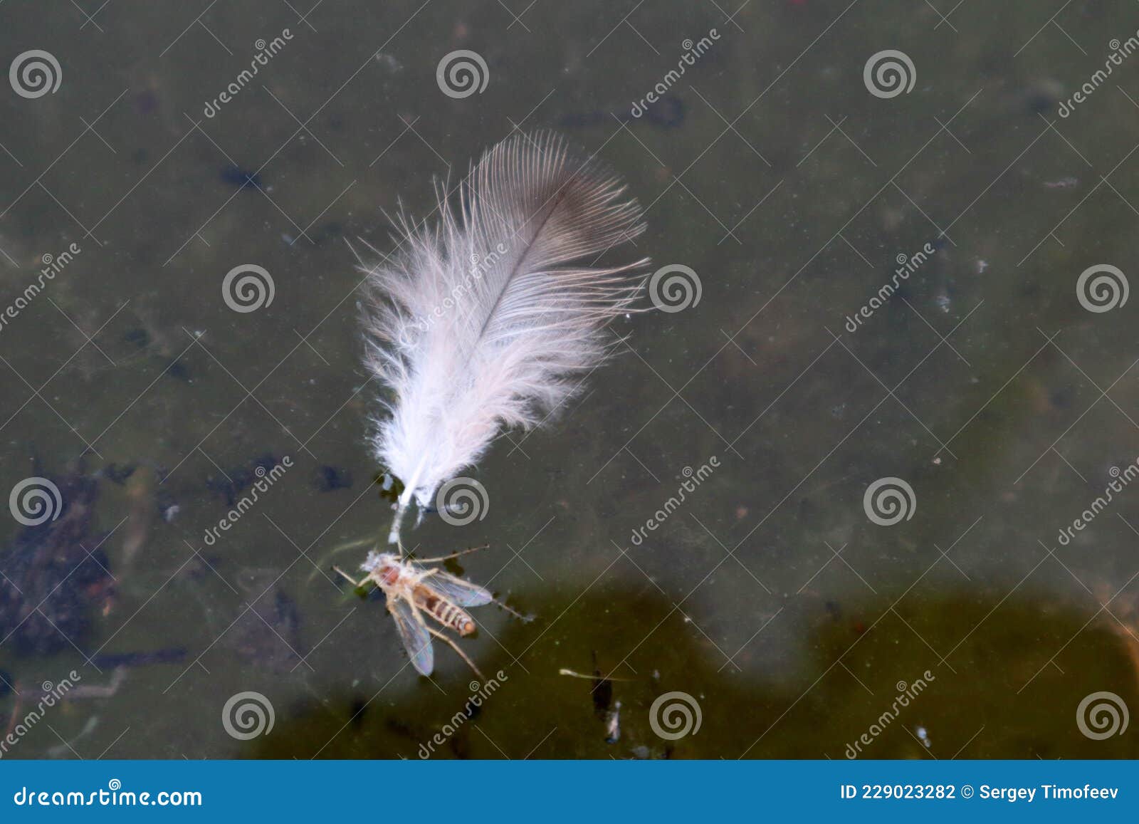 Feather on Water Surface Close Up Stock Photo - Image of closeup, macro ...