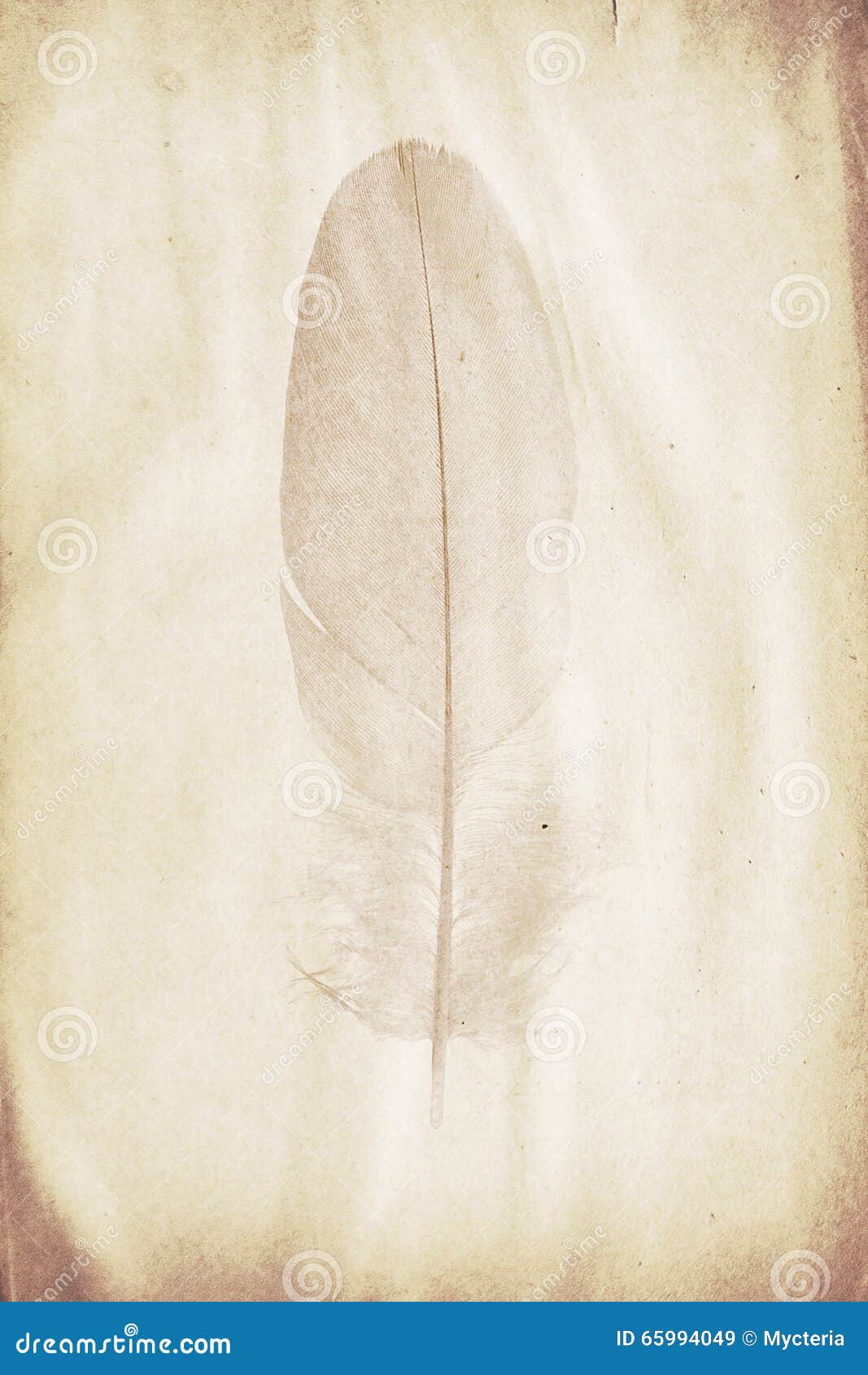 Feather watermark stock image. Image of history, antique - 65994049