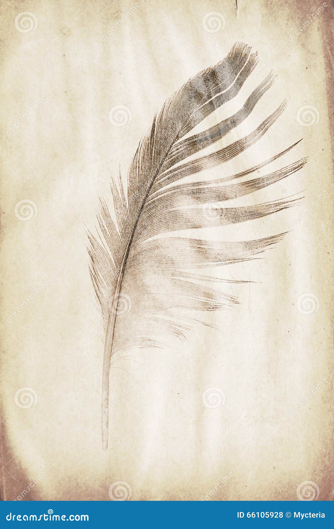 Feather watermark stock photo. Image of page, clipping - 66105928