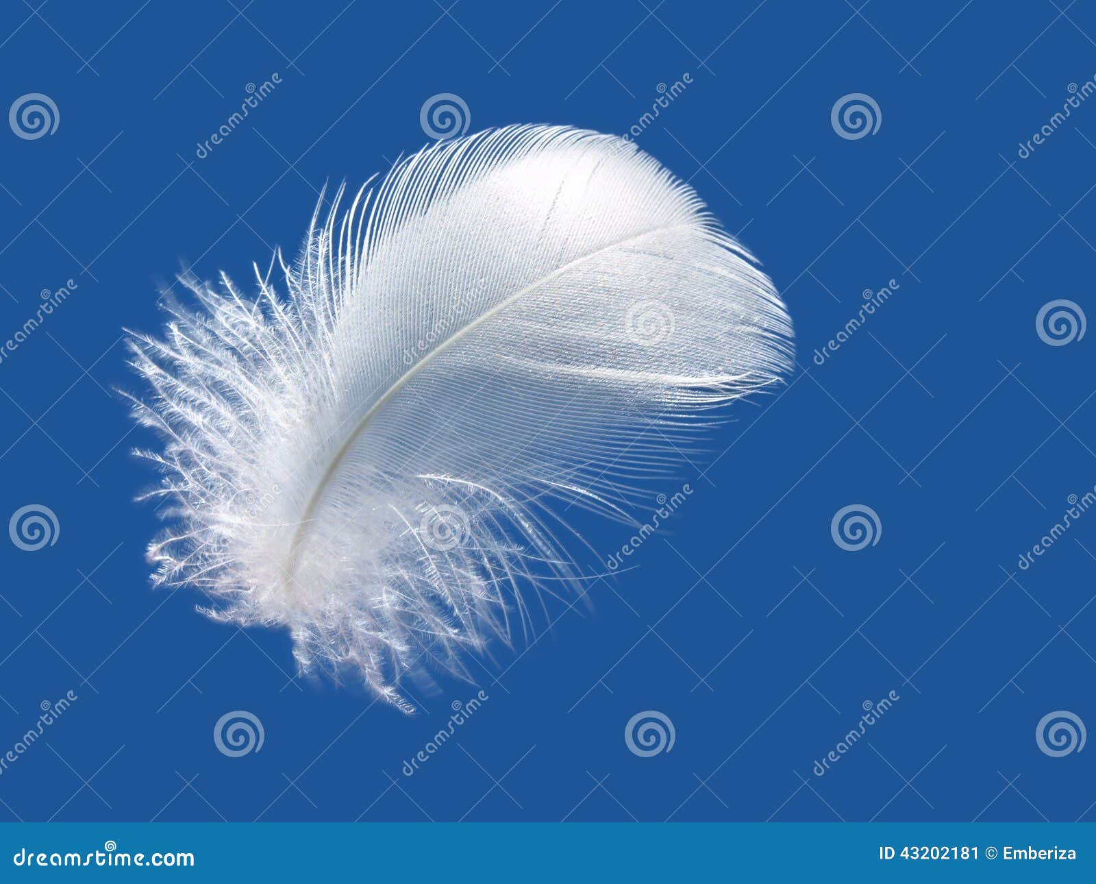 Feather stock image. Image of white, fragile, vivid, weight - 43202181