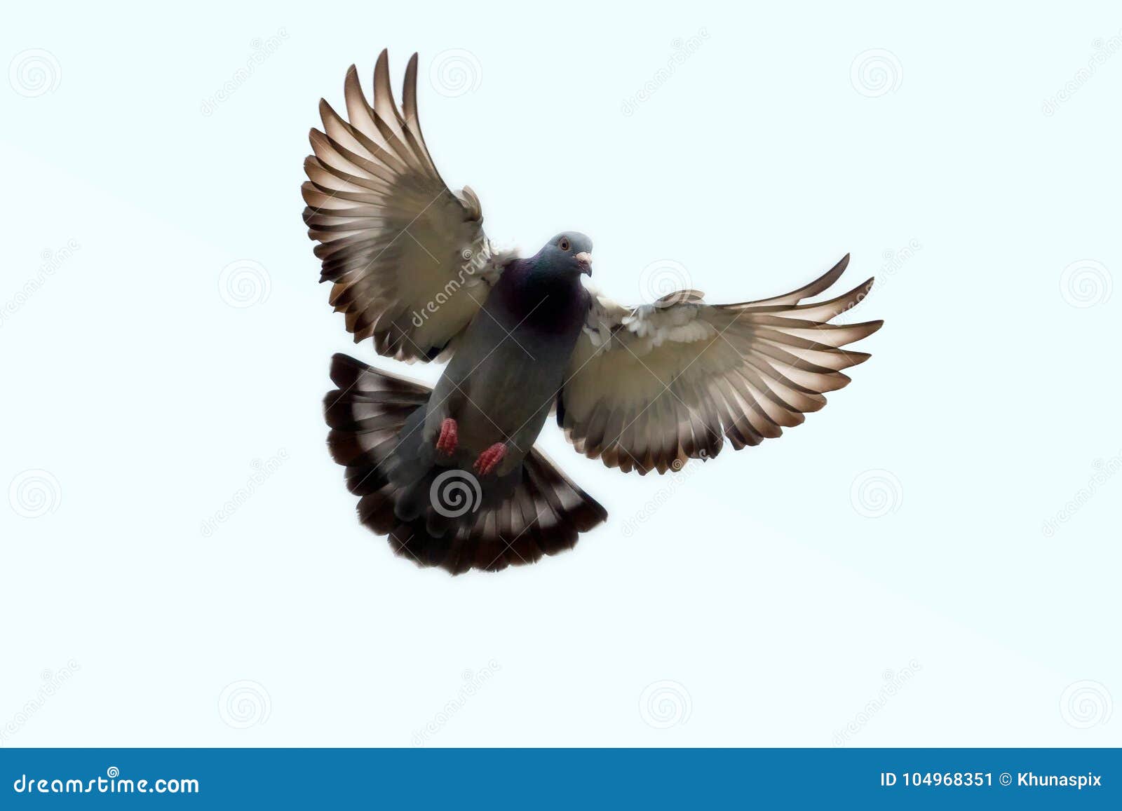 Feather Wing of Homing Pigeon Bird Floating Mid Air Stock Image - Image ...