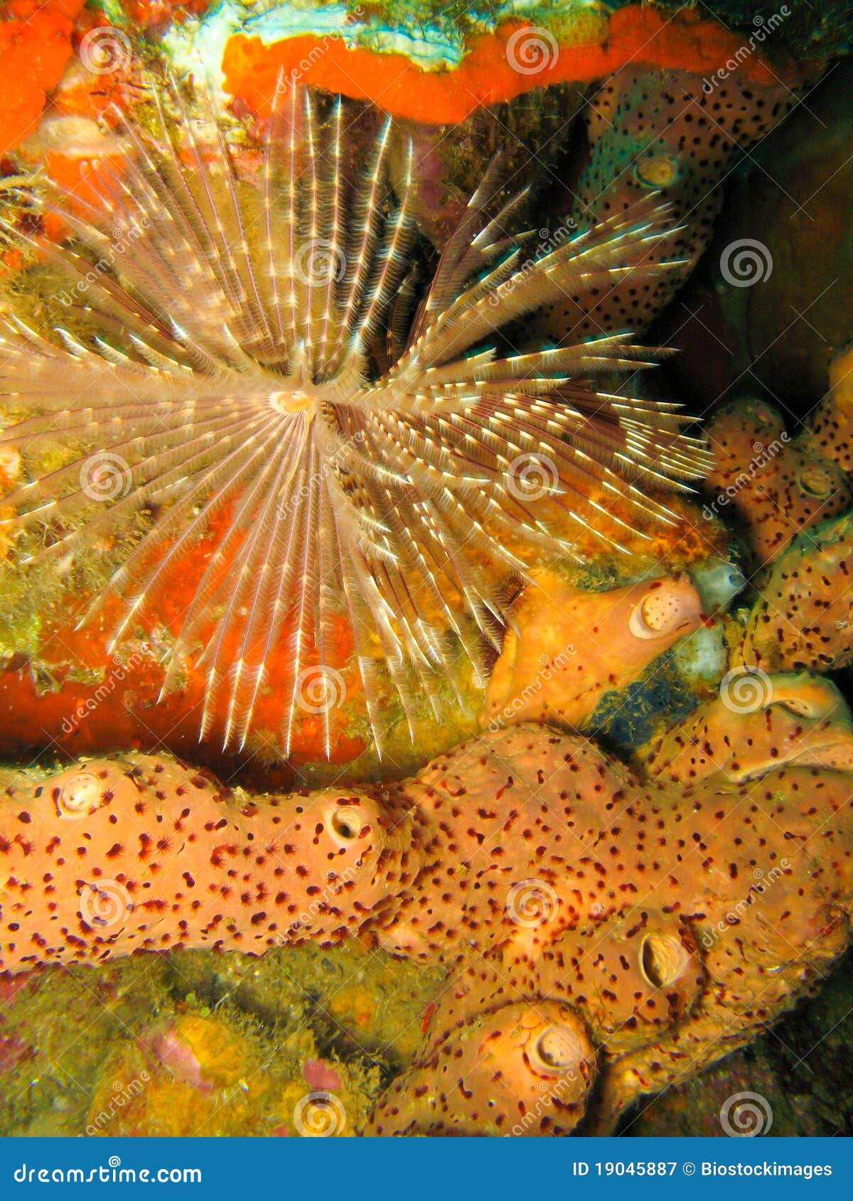 Featherduster Worm Over Sponge On Coral Reef Stock Image - Image of ...