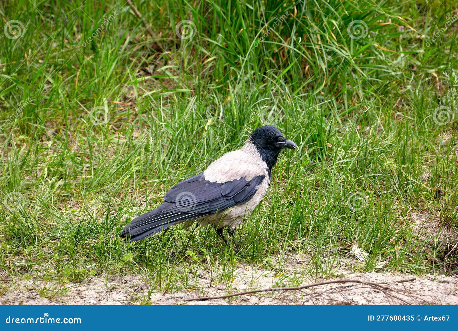 Feathered Animal Hooded Crow on Green Grass Stock Image - Image of claw ...