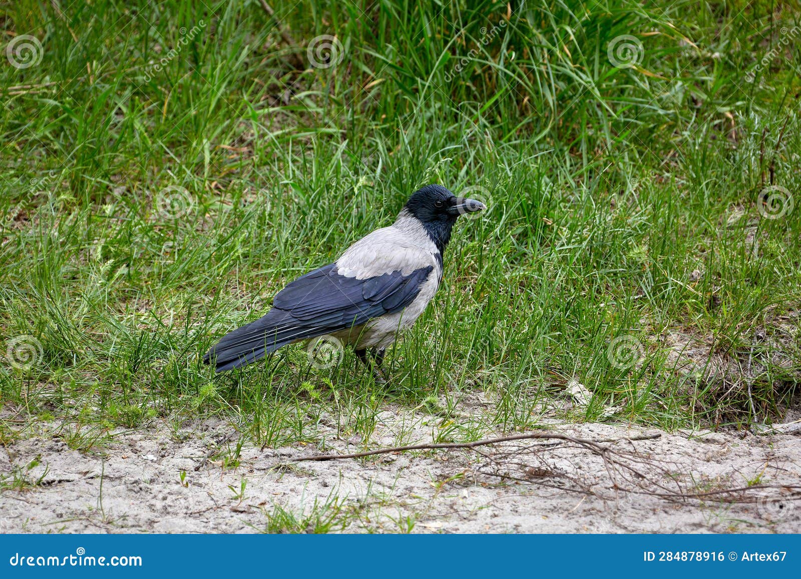 Feathered Animal Hooded Crow on Green Grass Stock Photo - Image of ...