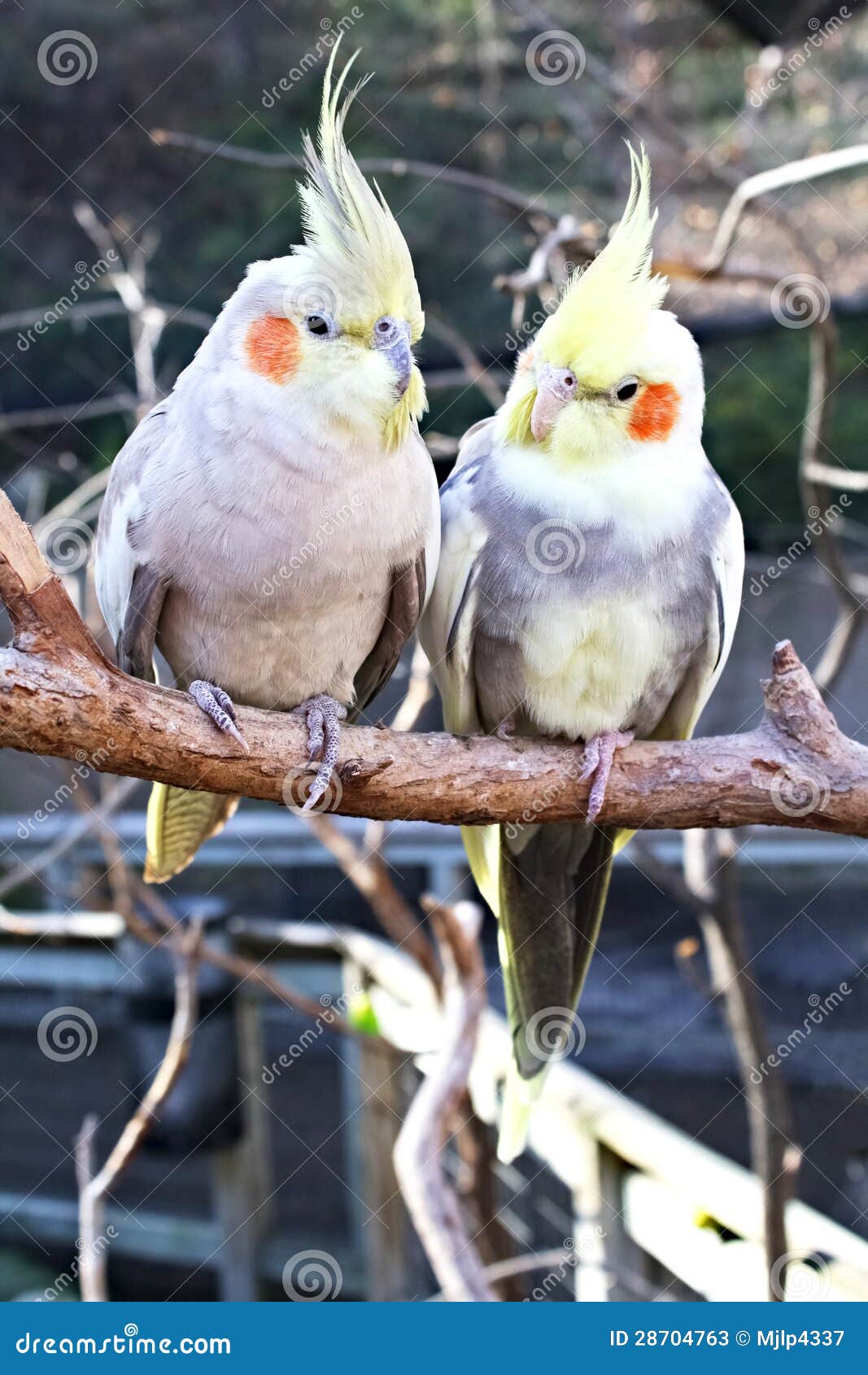 Feathered Friends stock image. Image of cute, wing, exotic - 28704763