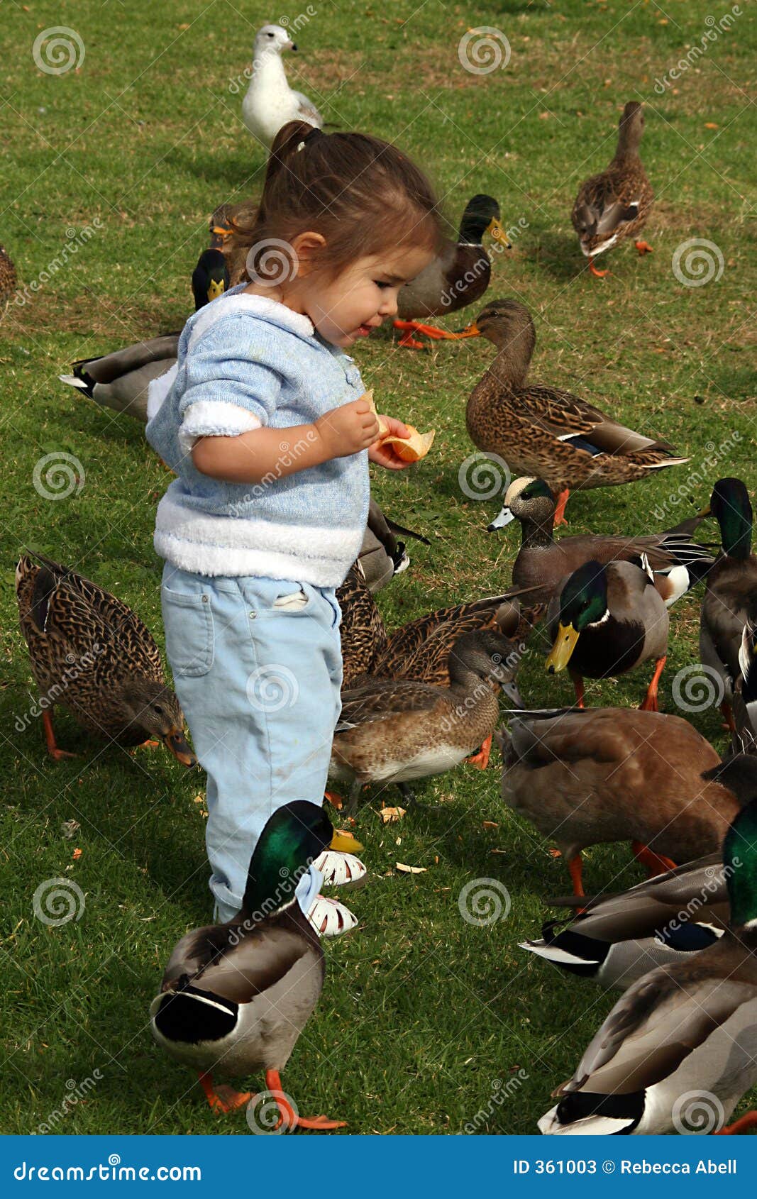 Feathered Friends stock image. Image of feathered, girls - 361003