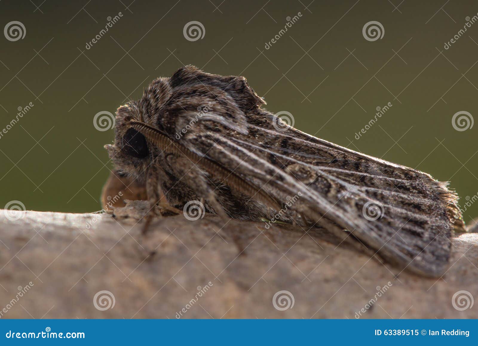 Feathered Gothic Moth (Tholera Decimalis) Stock Image - Image of moth ...