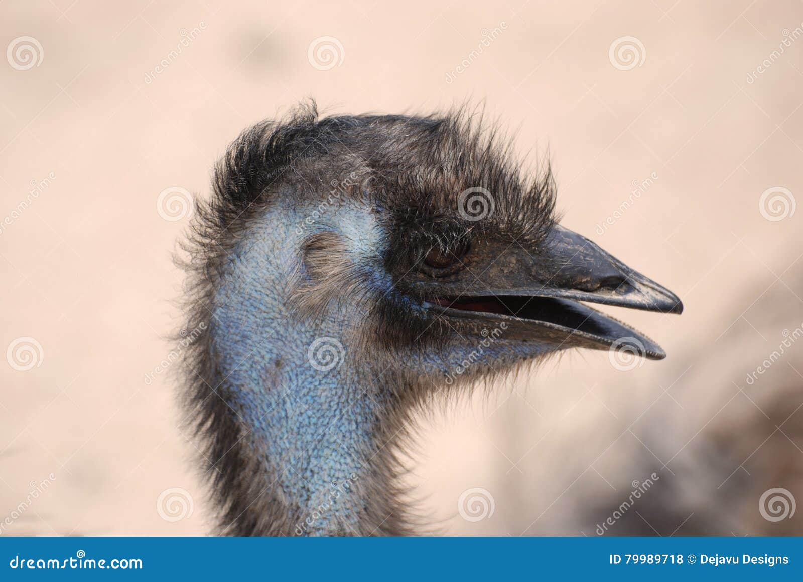 Feathered Large Emu Bird Profile Stock Photo - Image of ostriches ...
