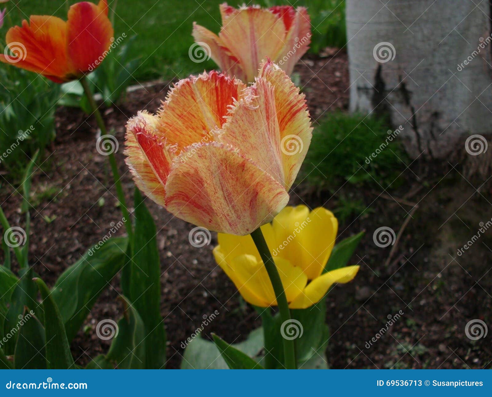 Feathered Tulip stock image. Image of romance, tulips - 69536713