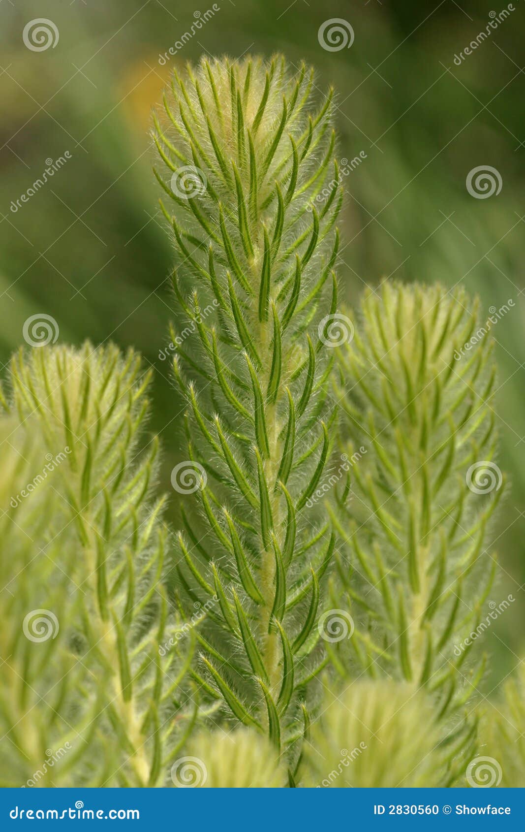 Featherhead plant stock photo. Image of soft, grow, head - 2830560
