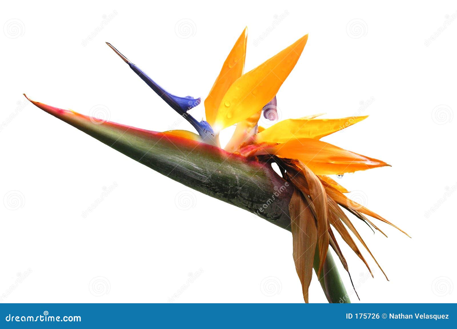 Featherless Bird of Paradise Stock Photo - Image of hawaii, featherless ...
