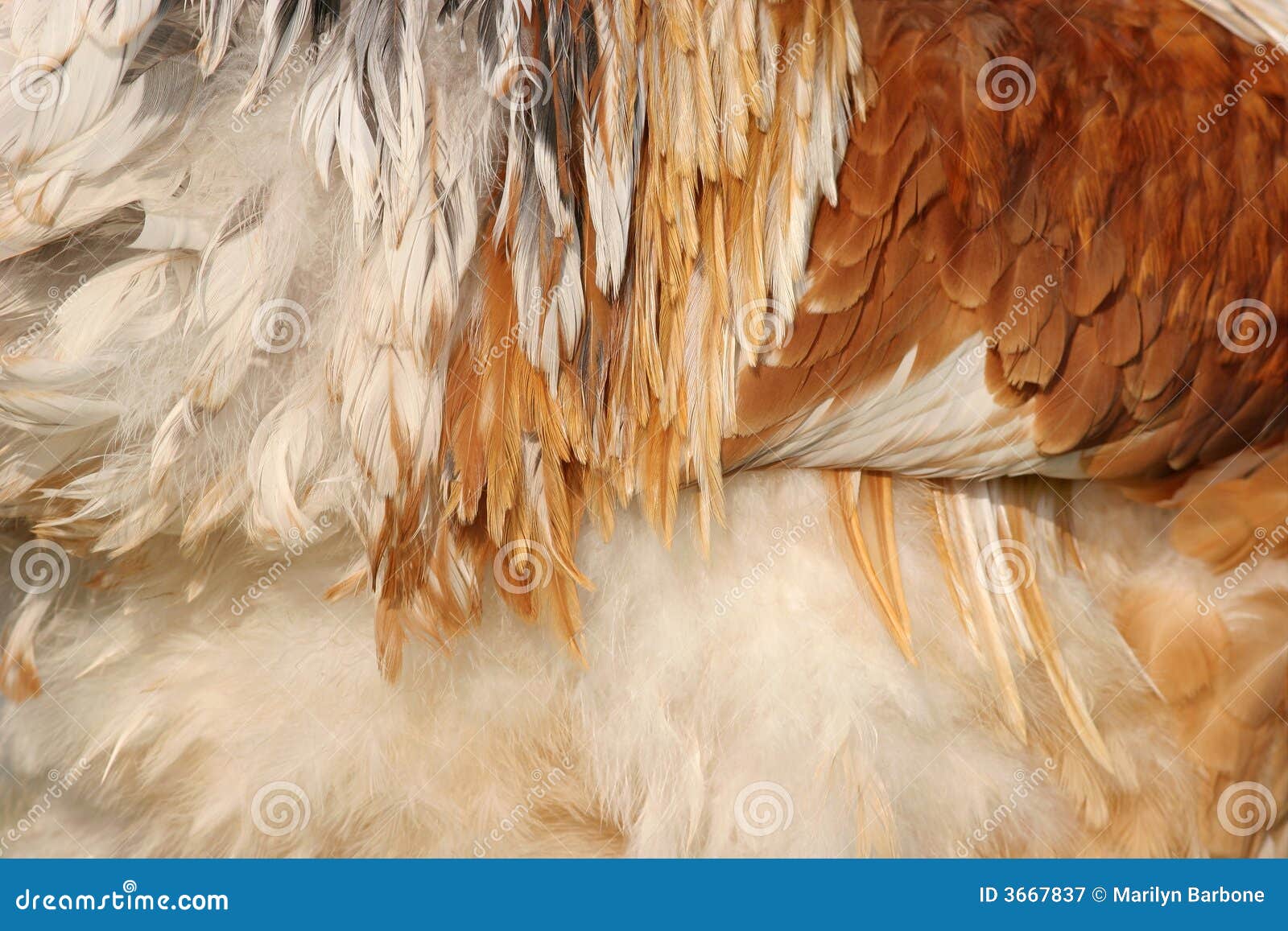 Feathers stock image. Image of cockerels, nature, plumage - 3667837
