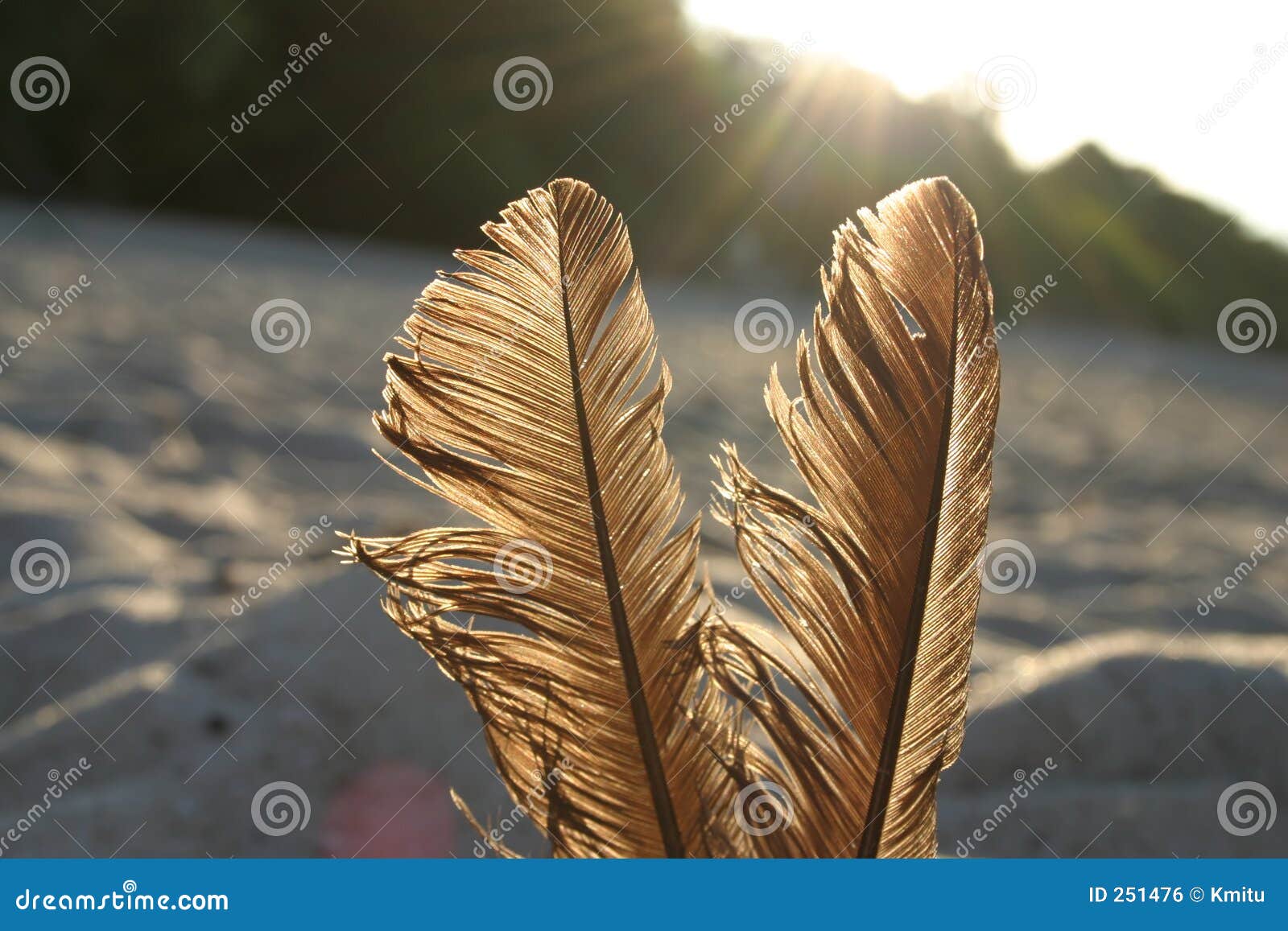 Feathers Against The Sun Picture. Image: 251476