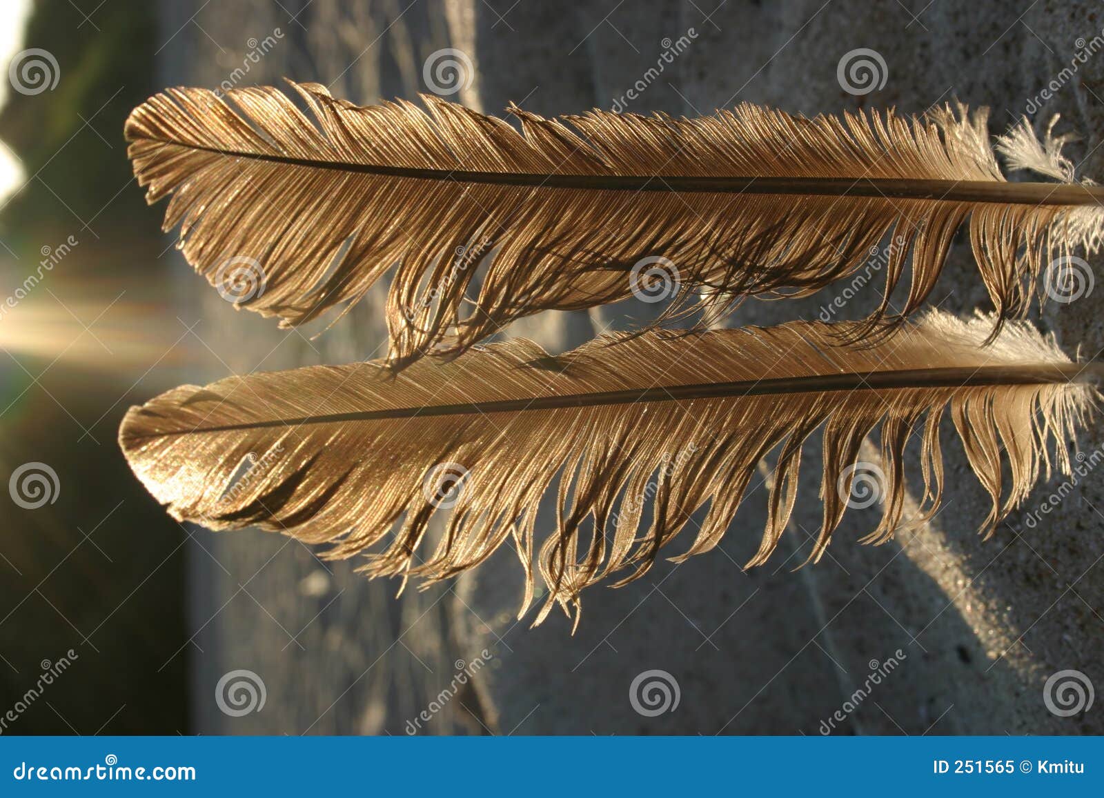 Feathers Against the Sun #3 Stock Image - Image of bird, macro: 251565