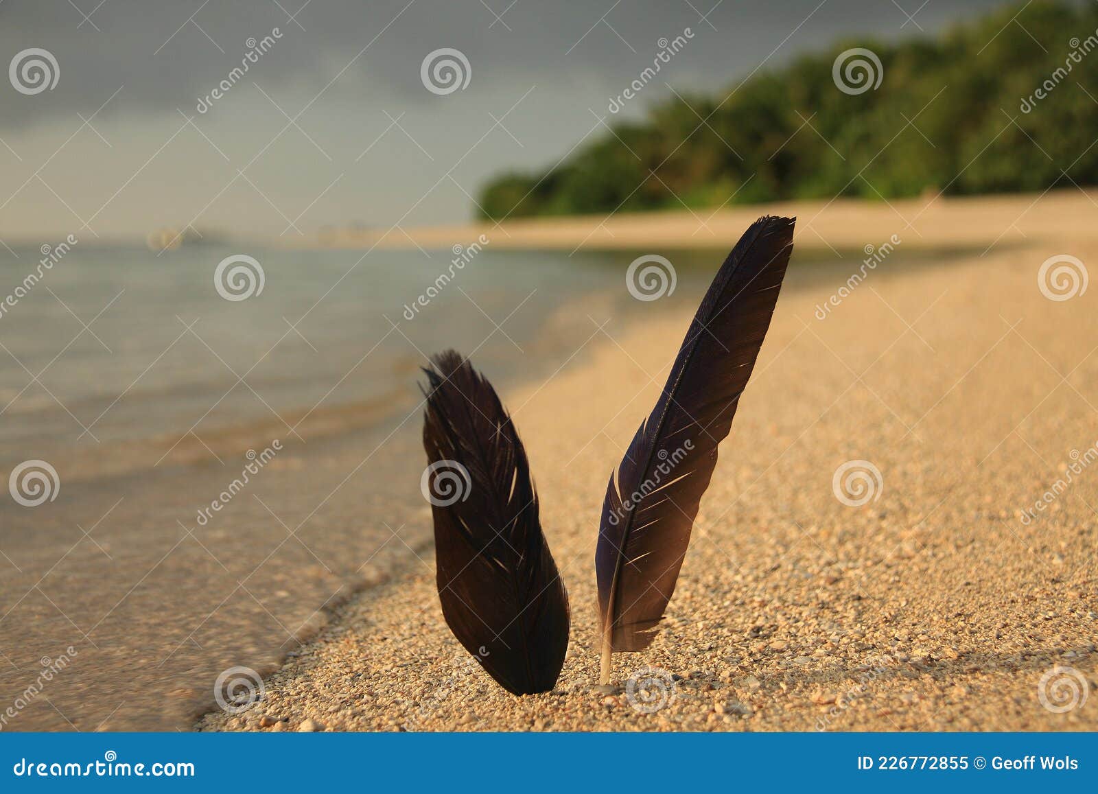 Feathers on a Beach in Tonga on Fafa Island Stock Image - Image of ...