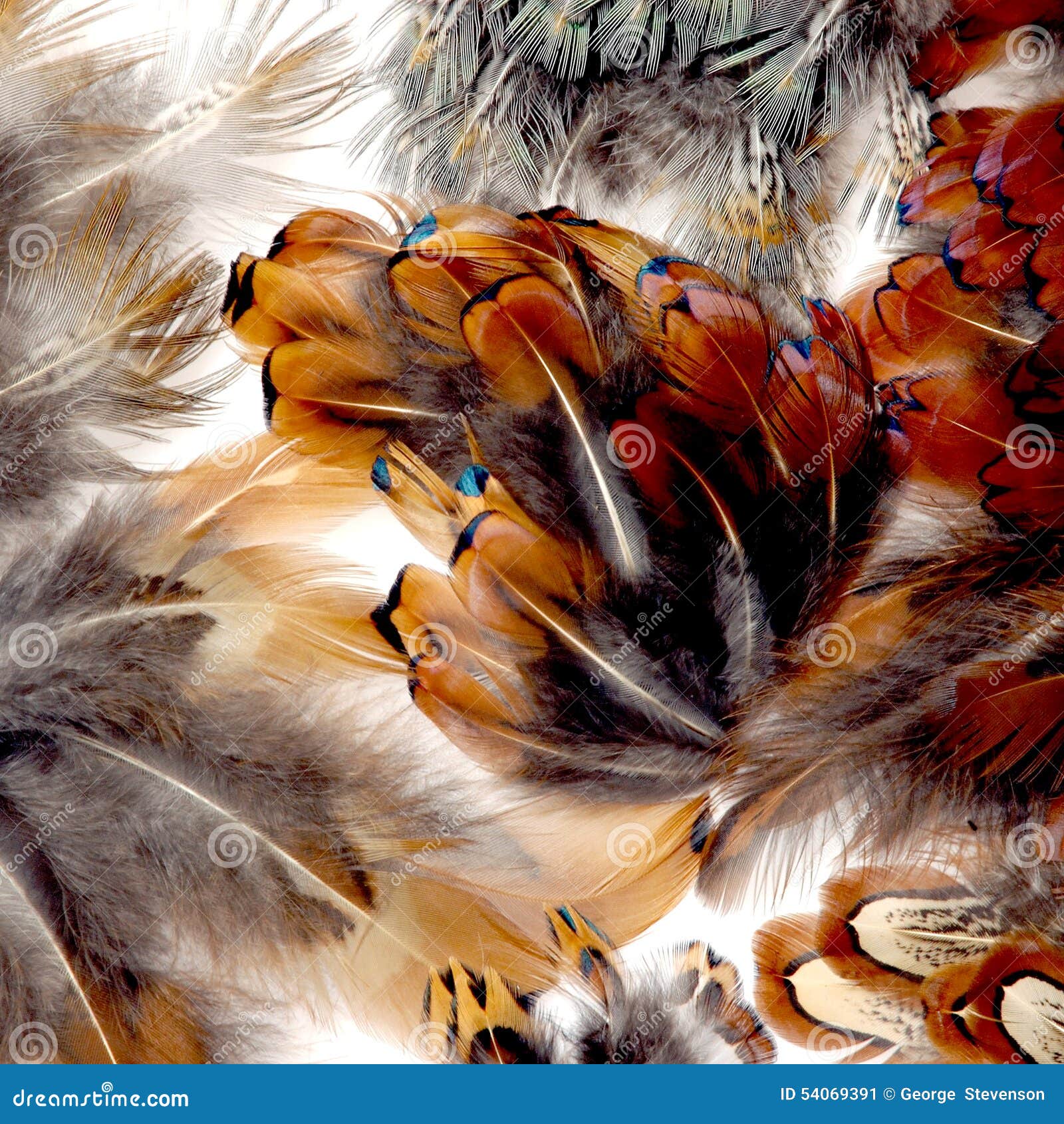 Feathers. stock image. Image of vibrant, feathers, beautiful - 54069391