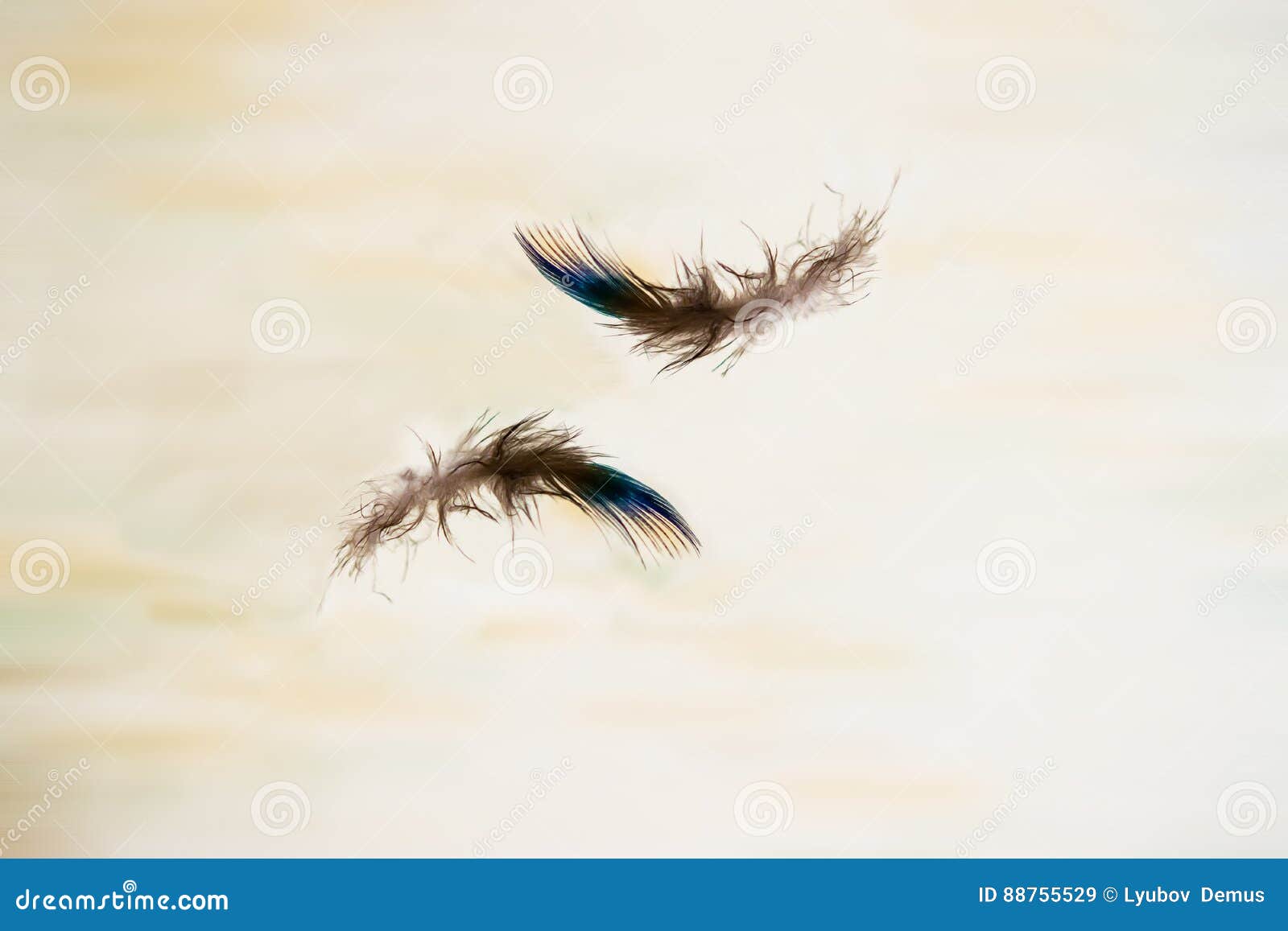 Feathers of a Bird Peacock Flying in the Air. Stock Image - Image of ...