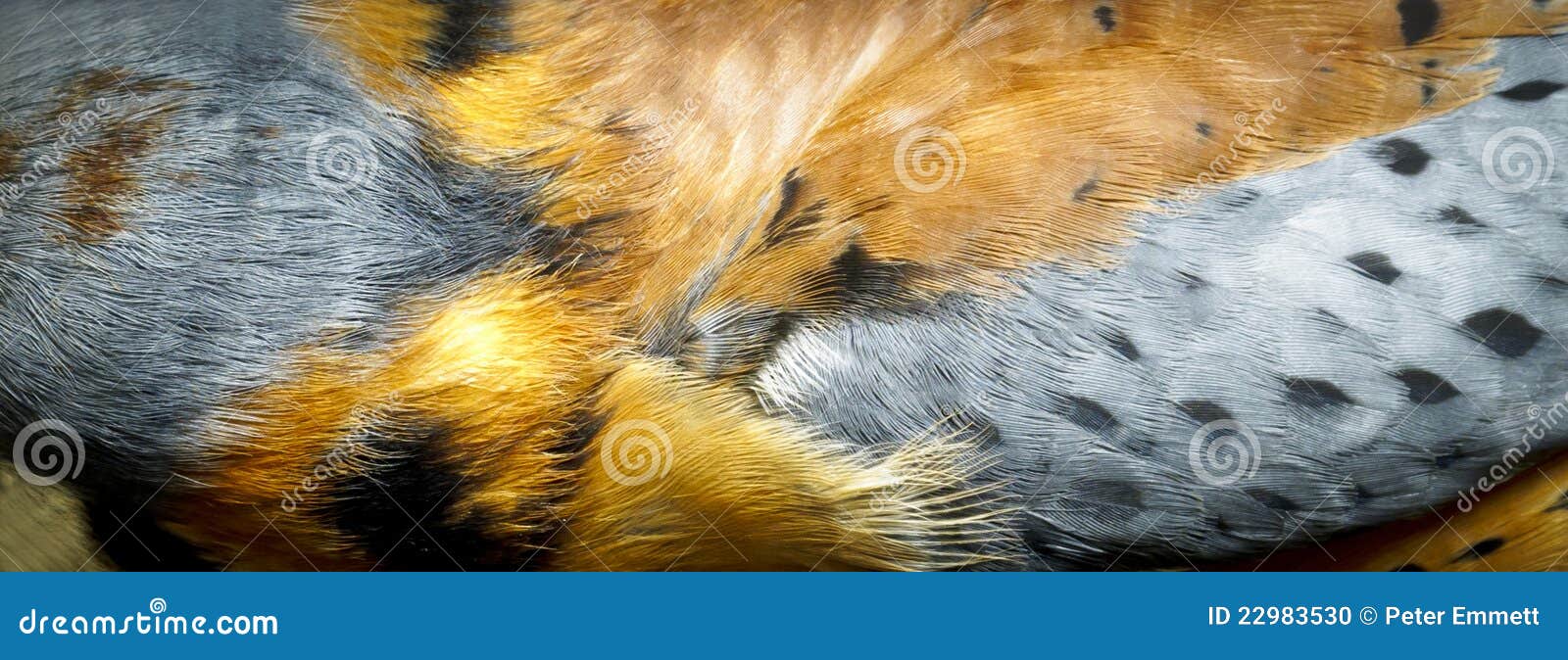 Feathers from a Bird of Prey - American Kestrel Stock Photo - Image of ...