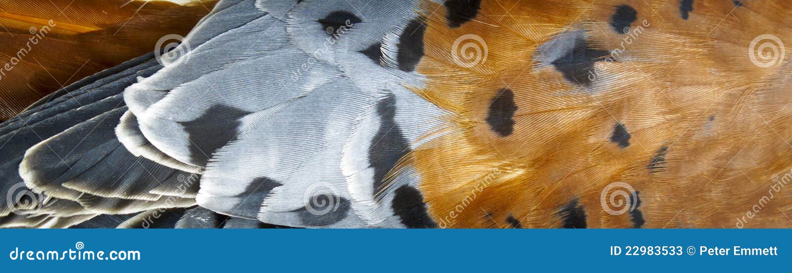 Feathers from a Bird of Prey - American Kestrel Stock Image - Image of ...