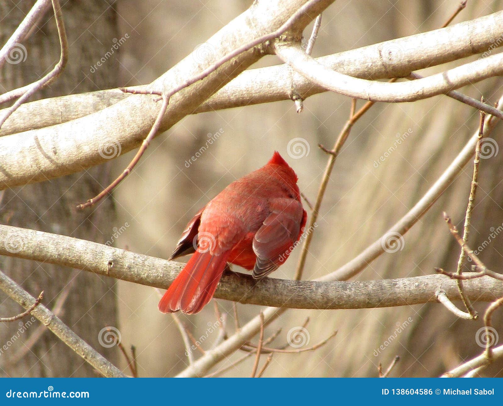A Cardinal Turned Away with Beautiful Feathers Stock Photo - Image of ...