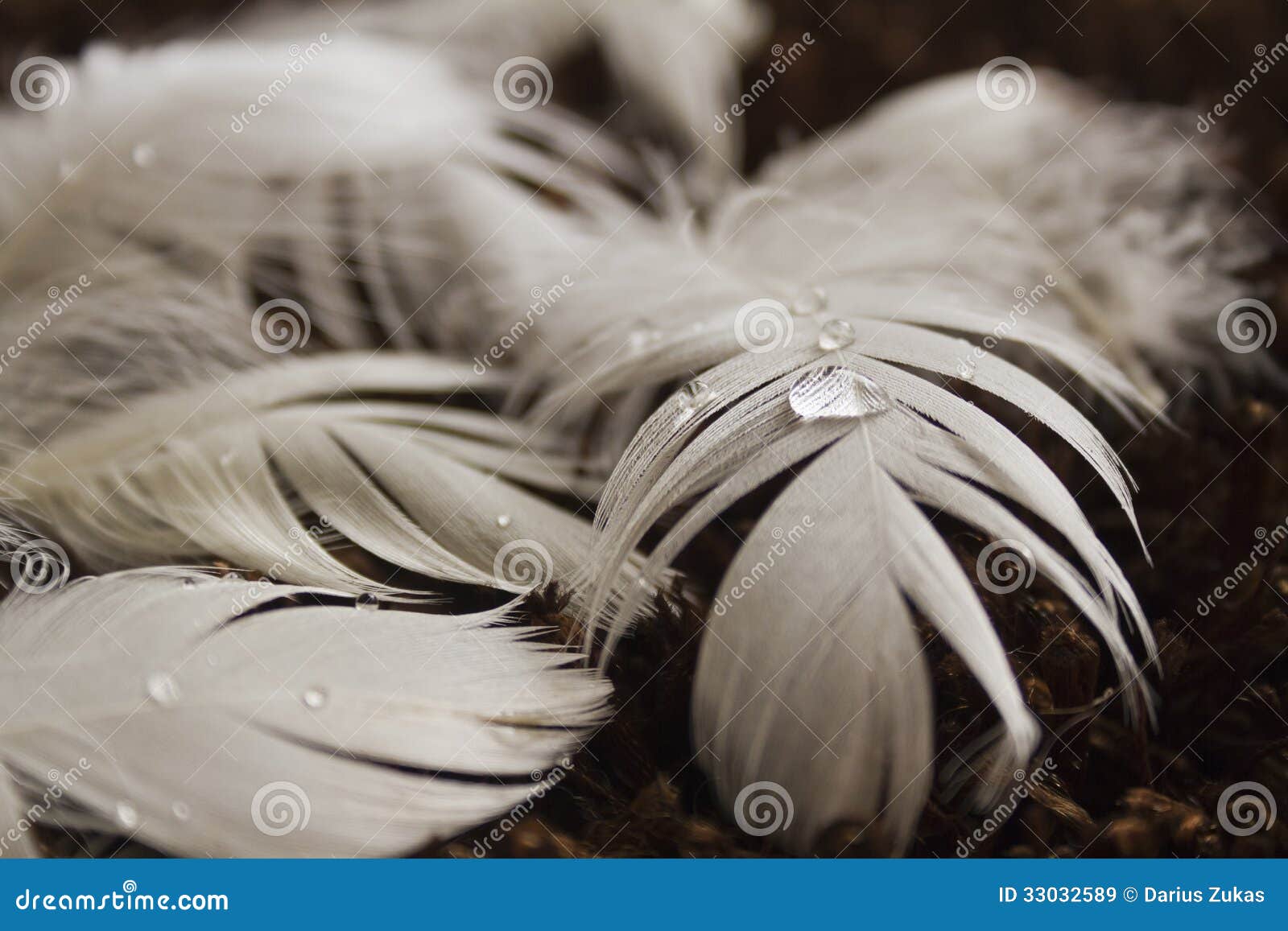 Feathers on Carpet stock image. Image of texture, object - 33032589