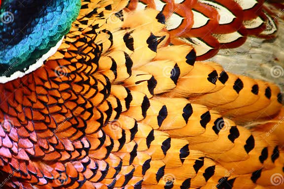 Feathers of Common Pheasant Stock Photo - Image of bird, birds: 18821254