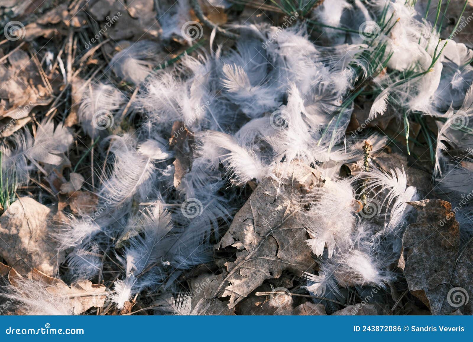 Feathers of a Dead Bird Scattered on the Ground Stock Photo - Image of ...