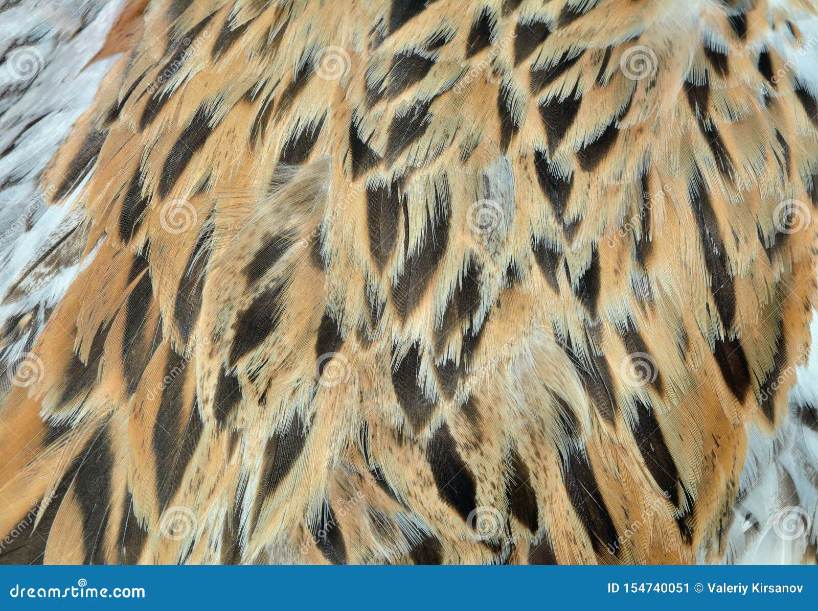 Feathers of duck 1 stock image. Image of feathering - 154740051